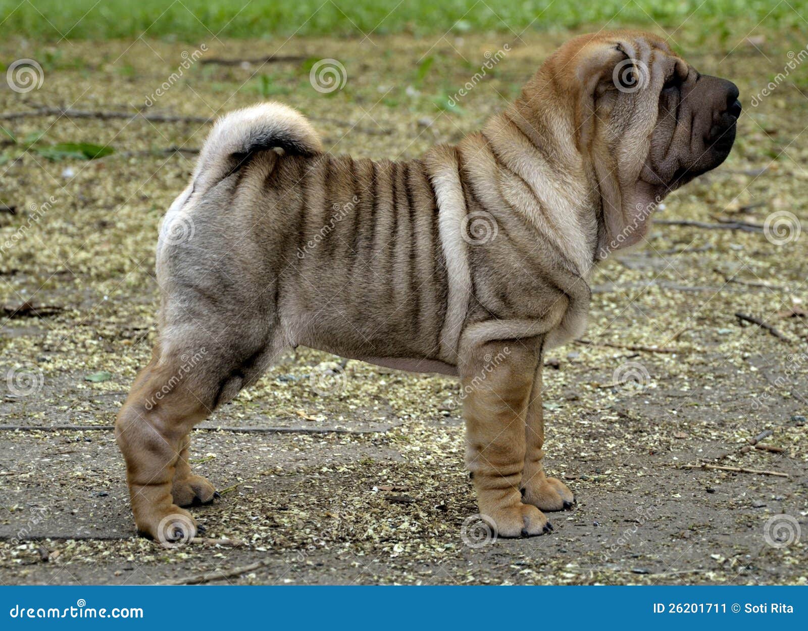 Sharpei puppy dog stands stock image. Image of friend - 26201711