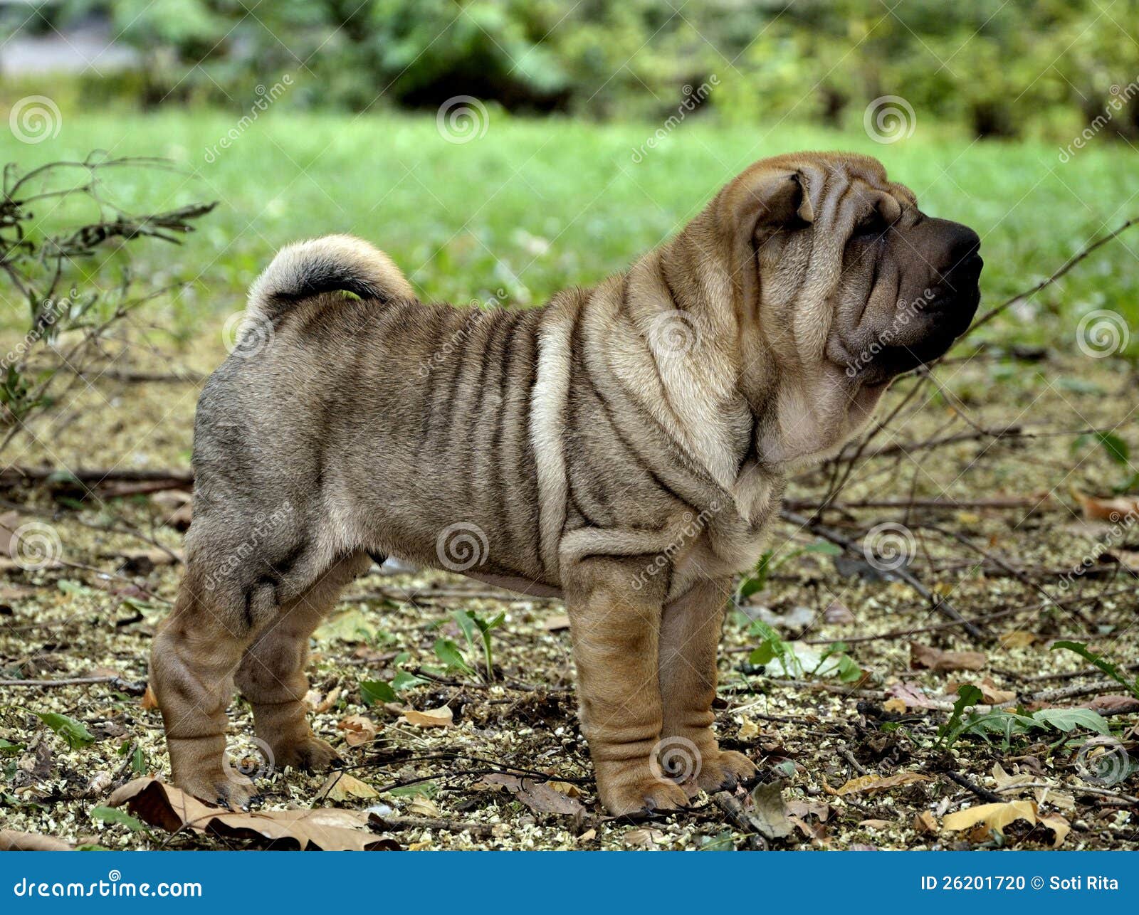 Sharpei puppy dog stands stock photo. Image of leaves - 26201720