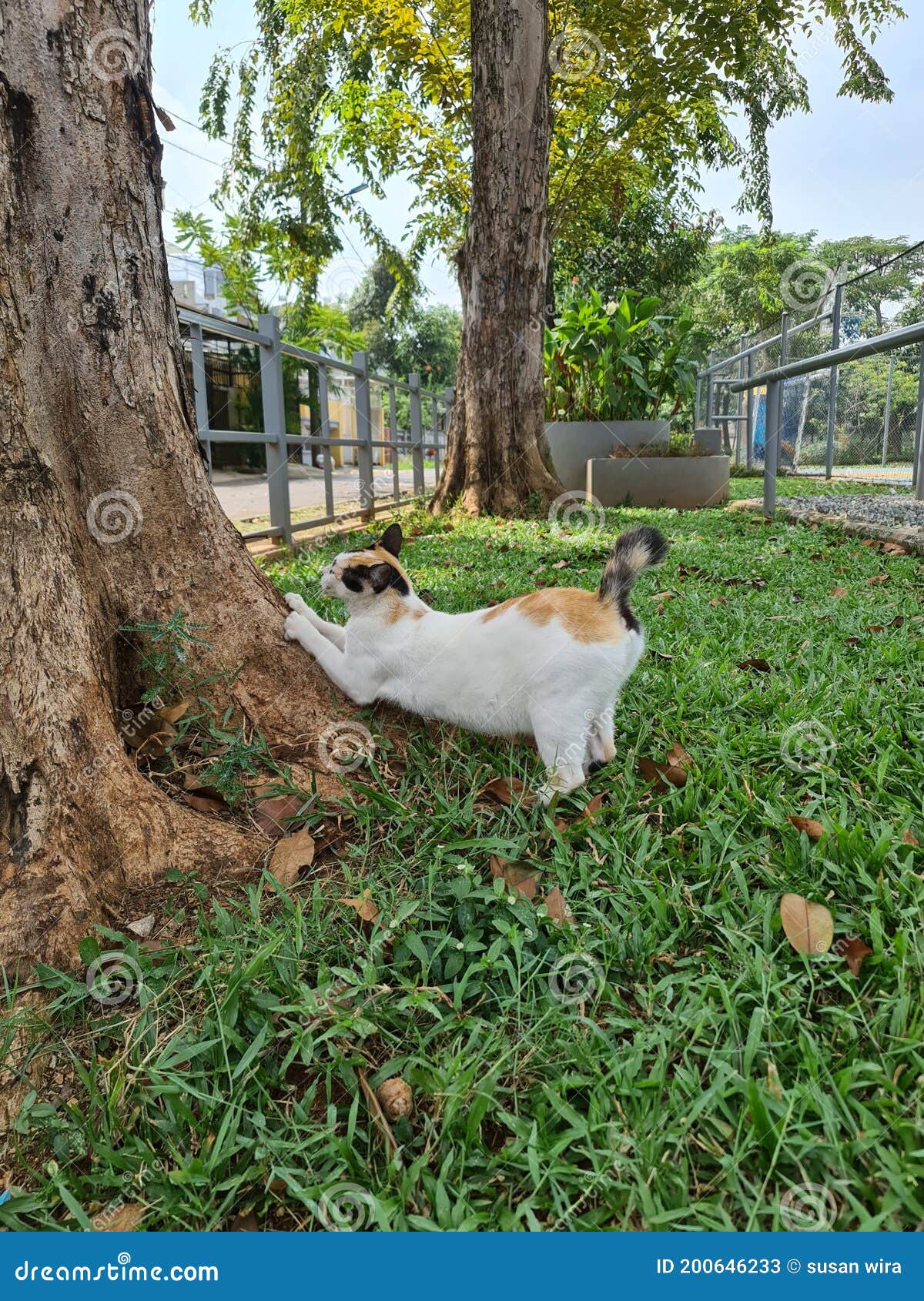 Sharpening claw on trees stock image. Image of garden - 200646233