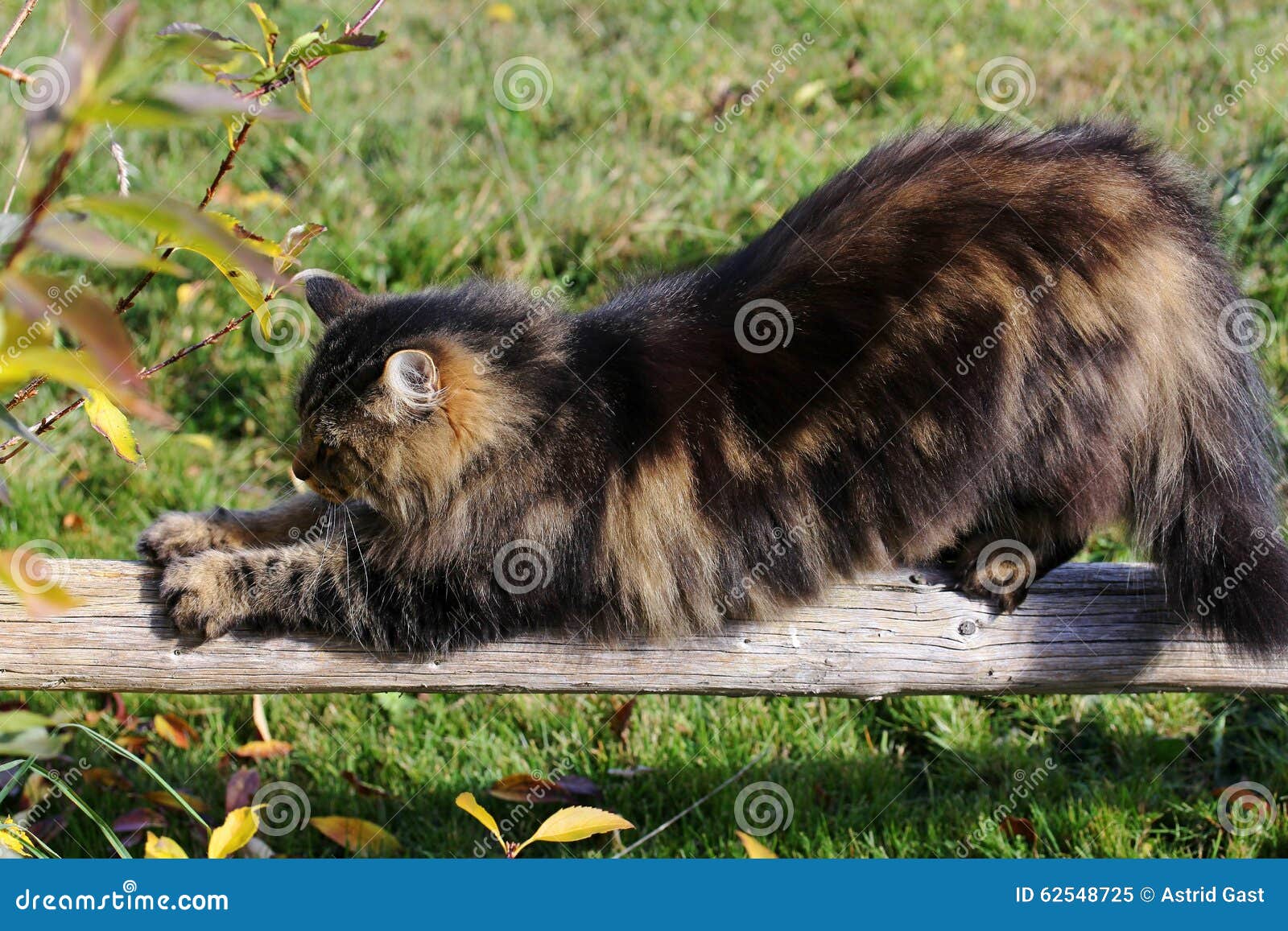 Sharpening claws of a cat stock image. Image of attentive - 62548725