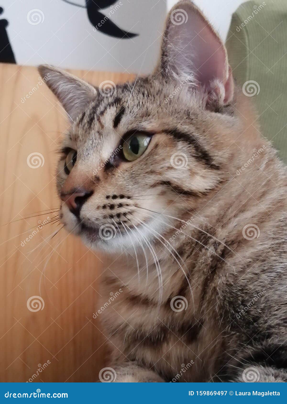 Sharpest cat. stock image. Image of attention, animals - 159869497
