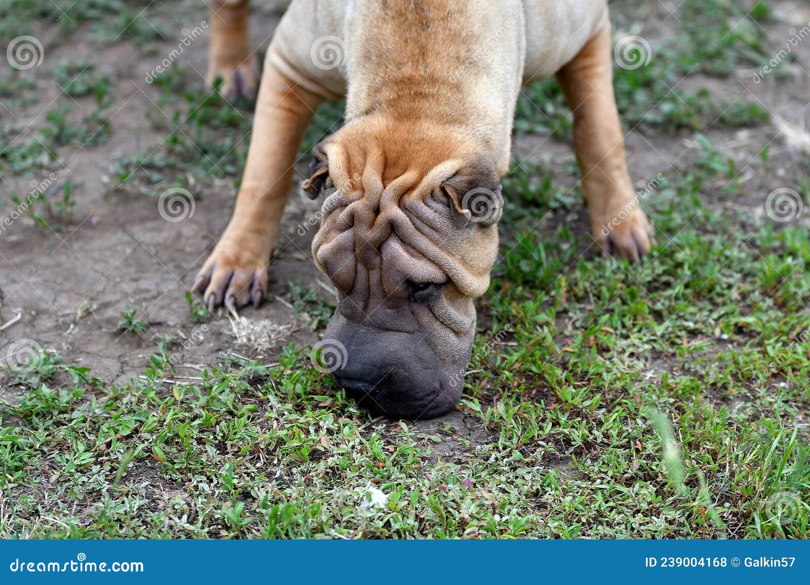 Sharpey breed dog stock photo. Image of domestic, outdoors - 239004168