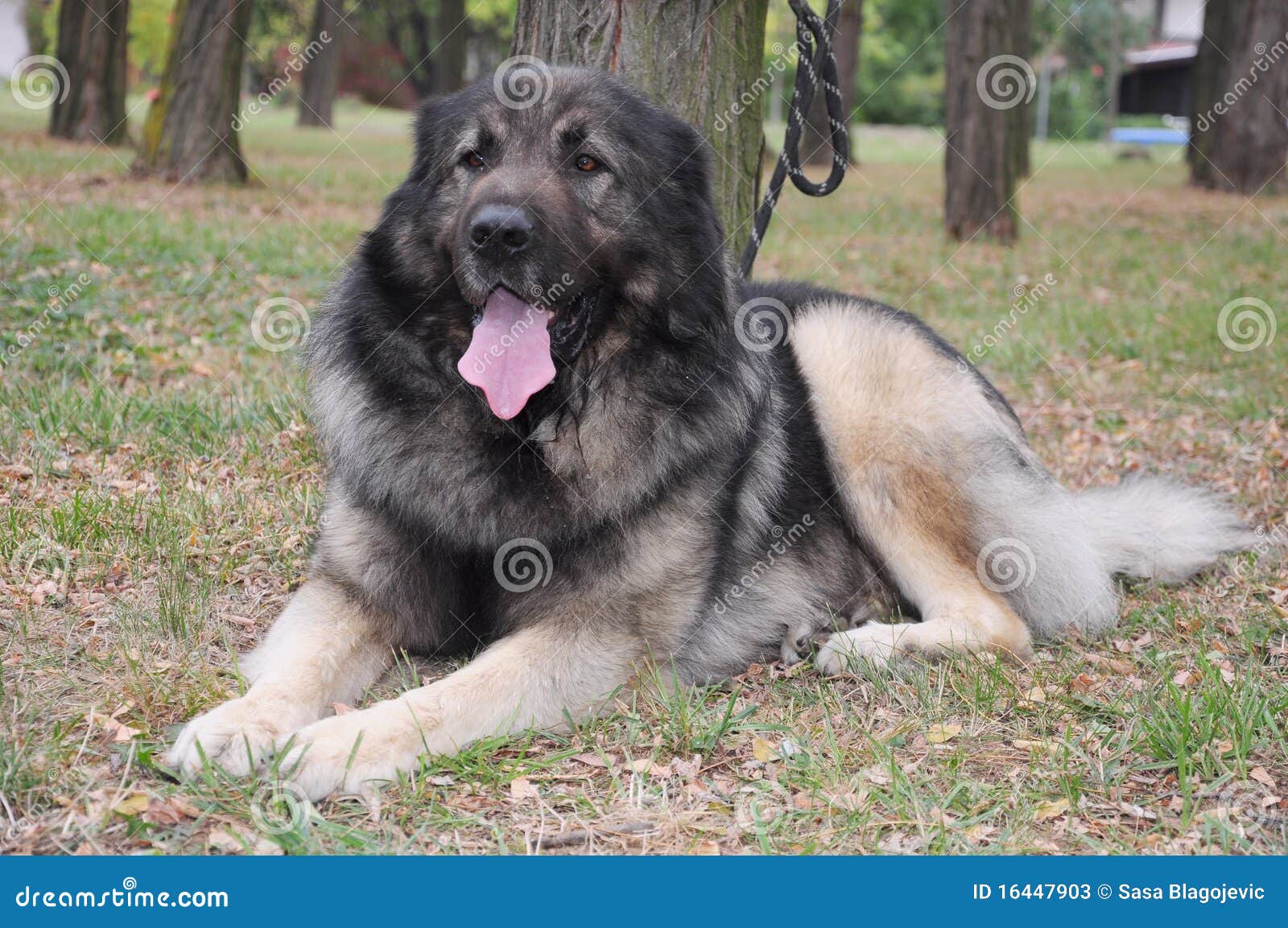 Sharplaninec stock image. Image of look, sharplaninec - 16447903