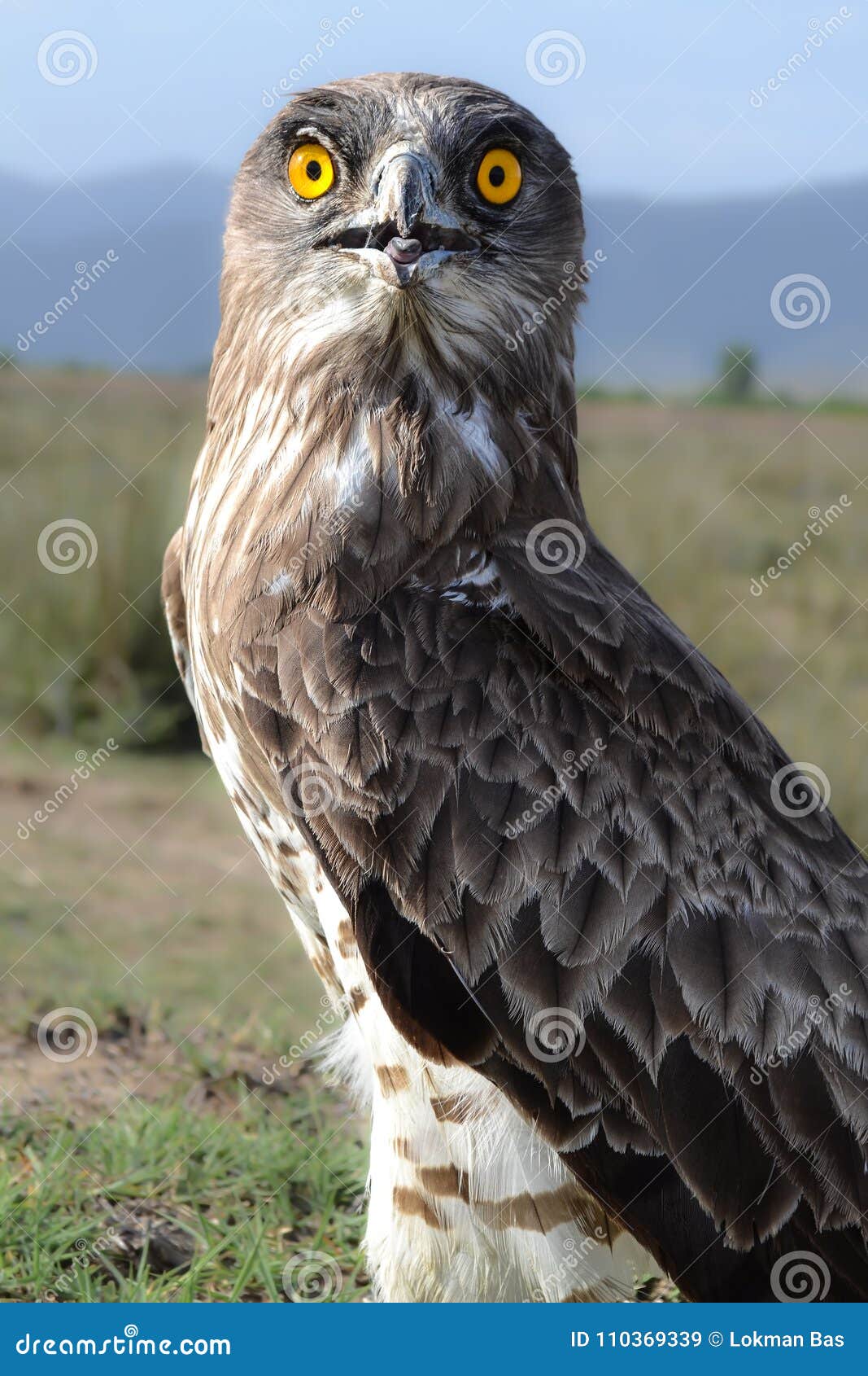 The Sharpness of the Eagle`s Eyes Stock Image - Image of side, still ...
