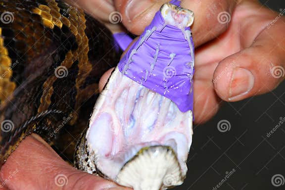 Sharpness of the Python Teeth Stock Image - Image of sharp, head: 21837993