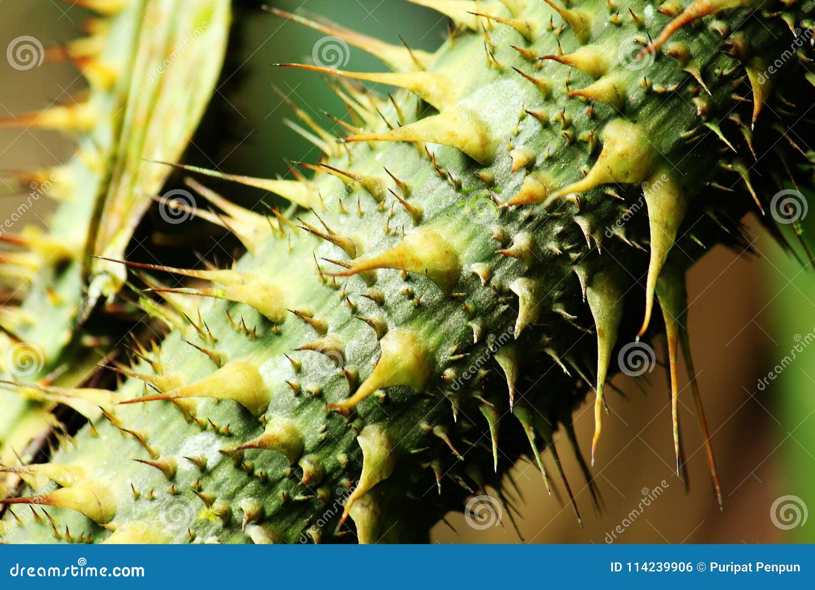 The Sharp Spines Along the Trunk of the Tree. Stock Photo - Image of ...