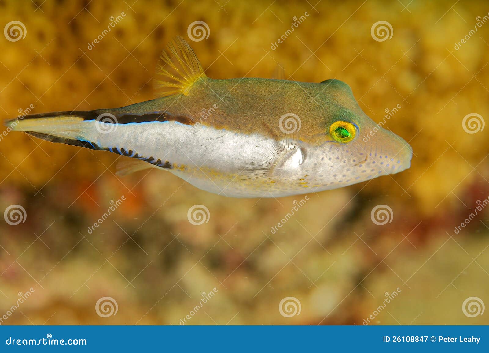 Sharpnose Puffer stock image. Image of school, tropical - 26108847
