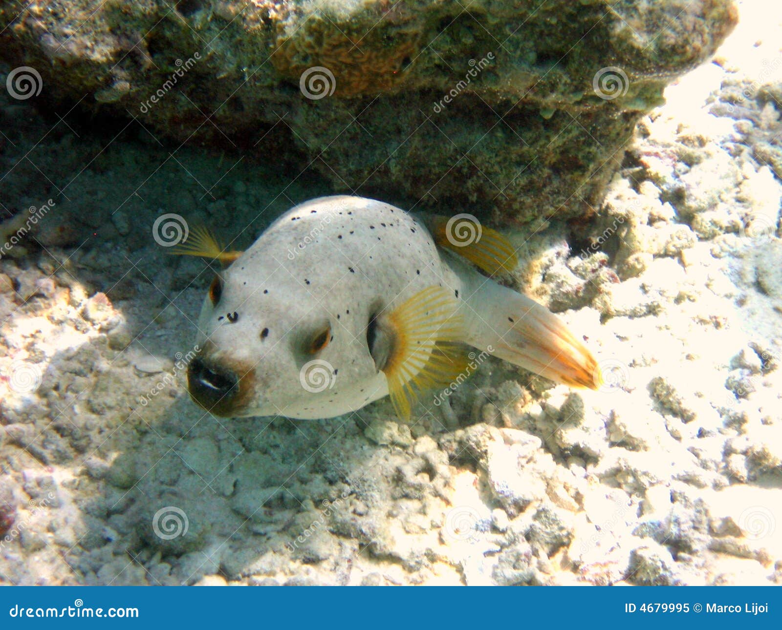 Sharpnose Puffer Picture. Image: 4679995