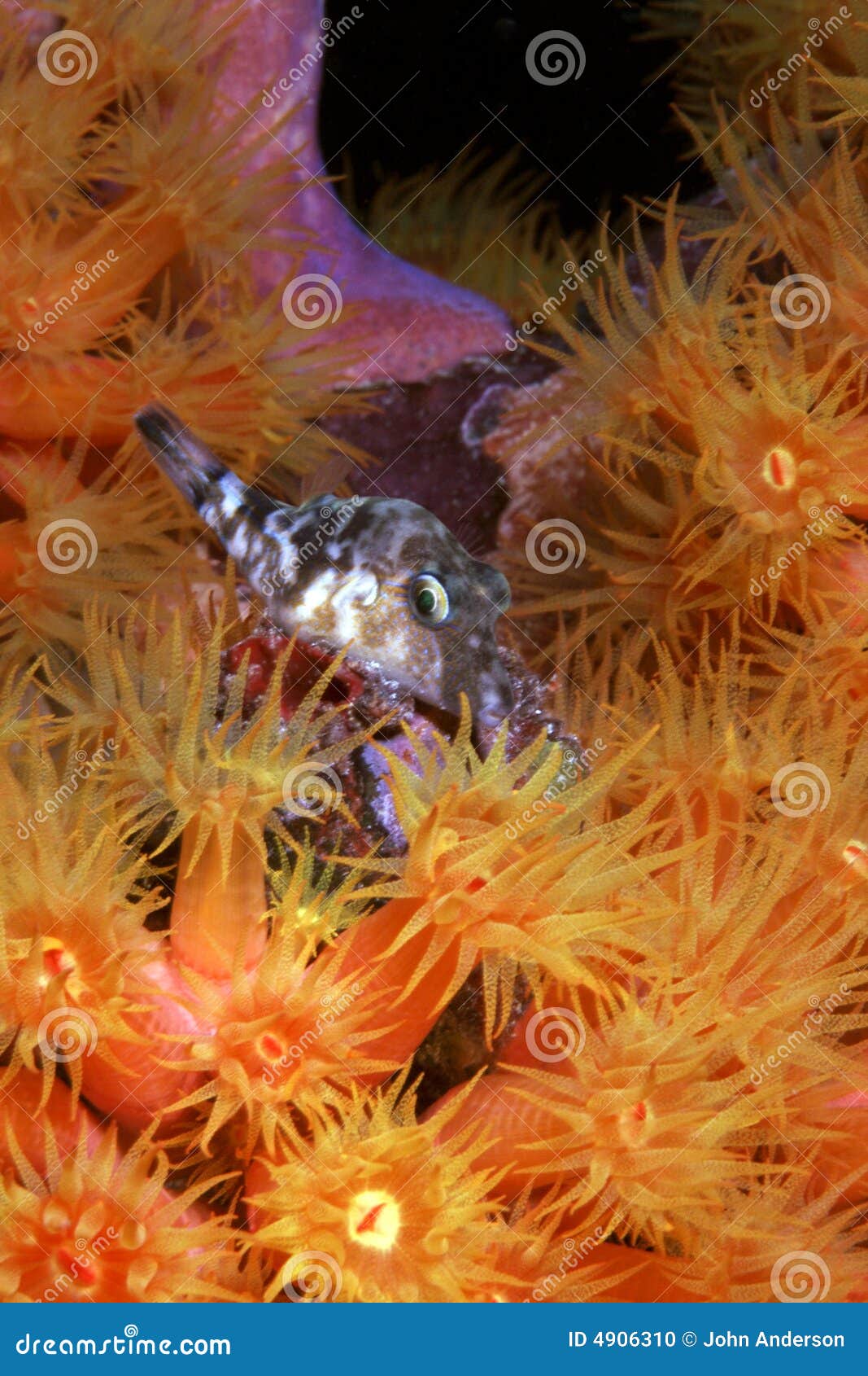 Sharpnose Puffer(canthigaster Rostrata) Stock Photo - Image of bonaire ...