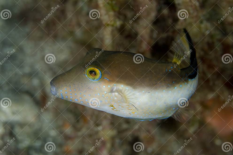 Sharpnose Puffer Fish stock image. Image of coral, fish - 14856679