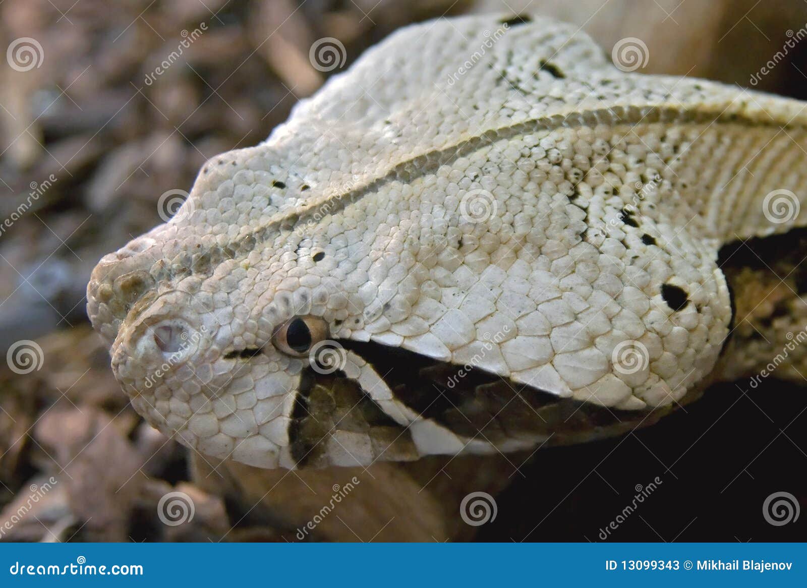 Sharpnose viper 1 stock image. Image of asia, exotic - 13099343