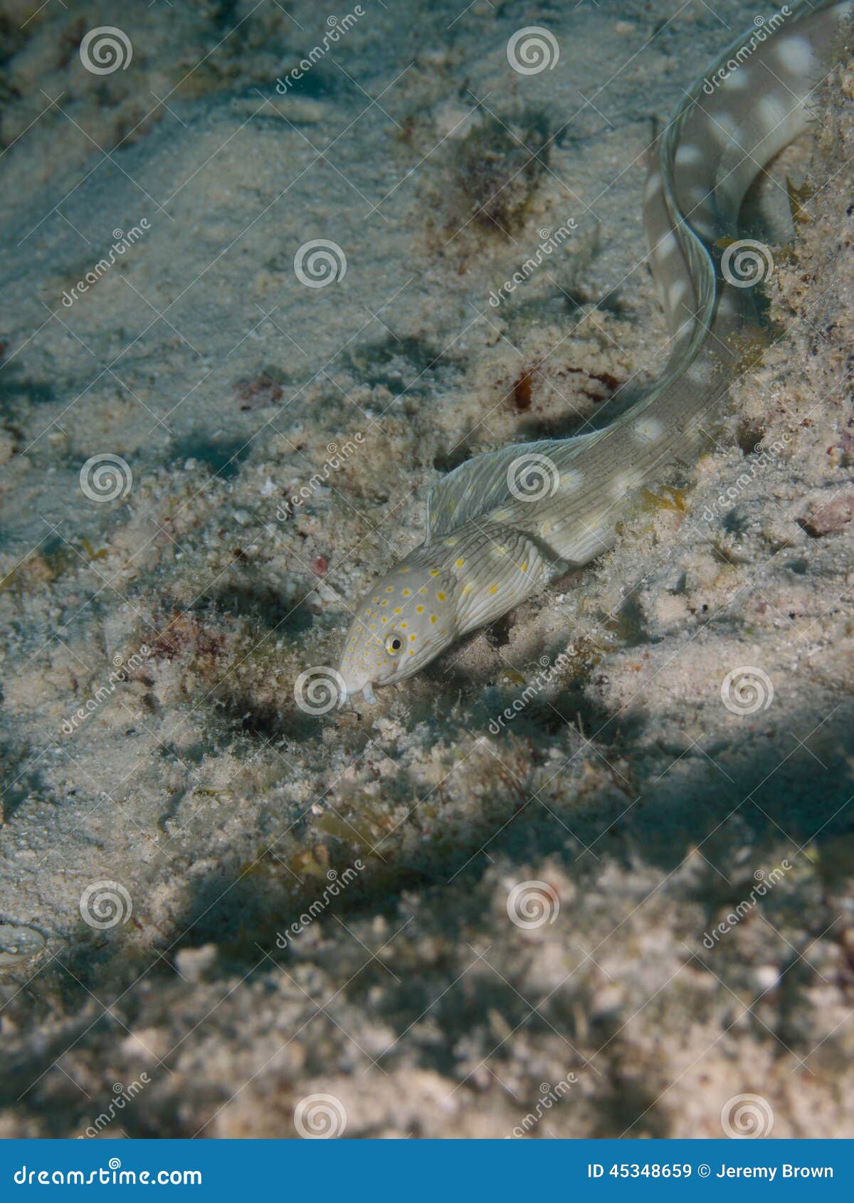 Sharptail Eel 01 stock image. Image of osteichthyes, antilles - 45348659