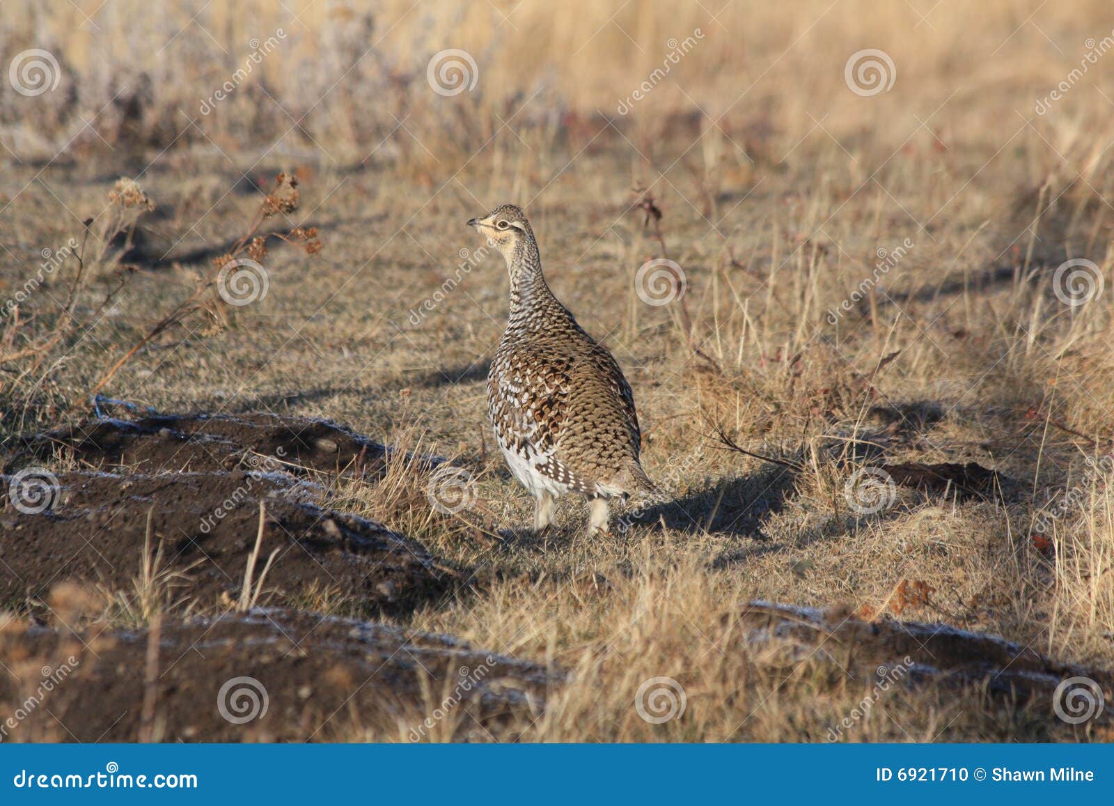 Sharptail grouse stock photo. Image of shot, grouse, retriever - 6921710