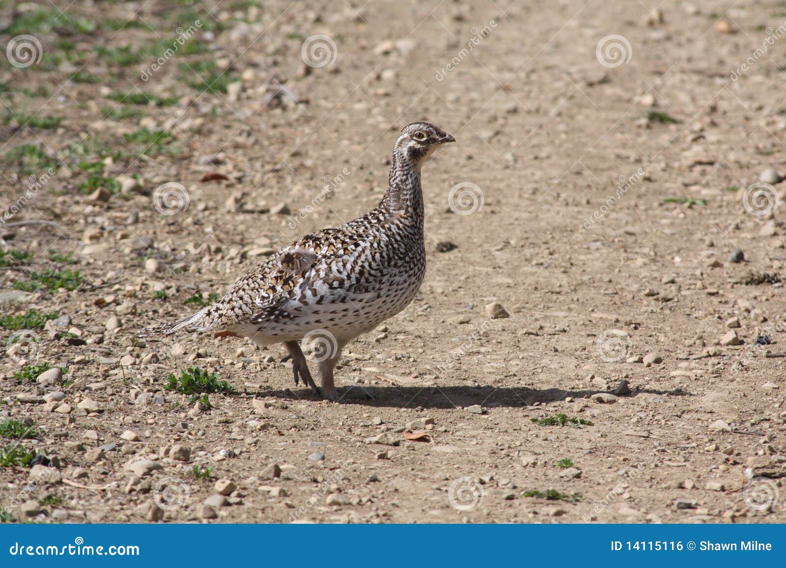 Sharptail grouse on lek stock photo. Image of native - 14115116