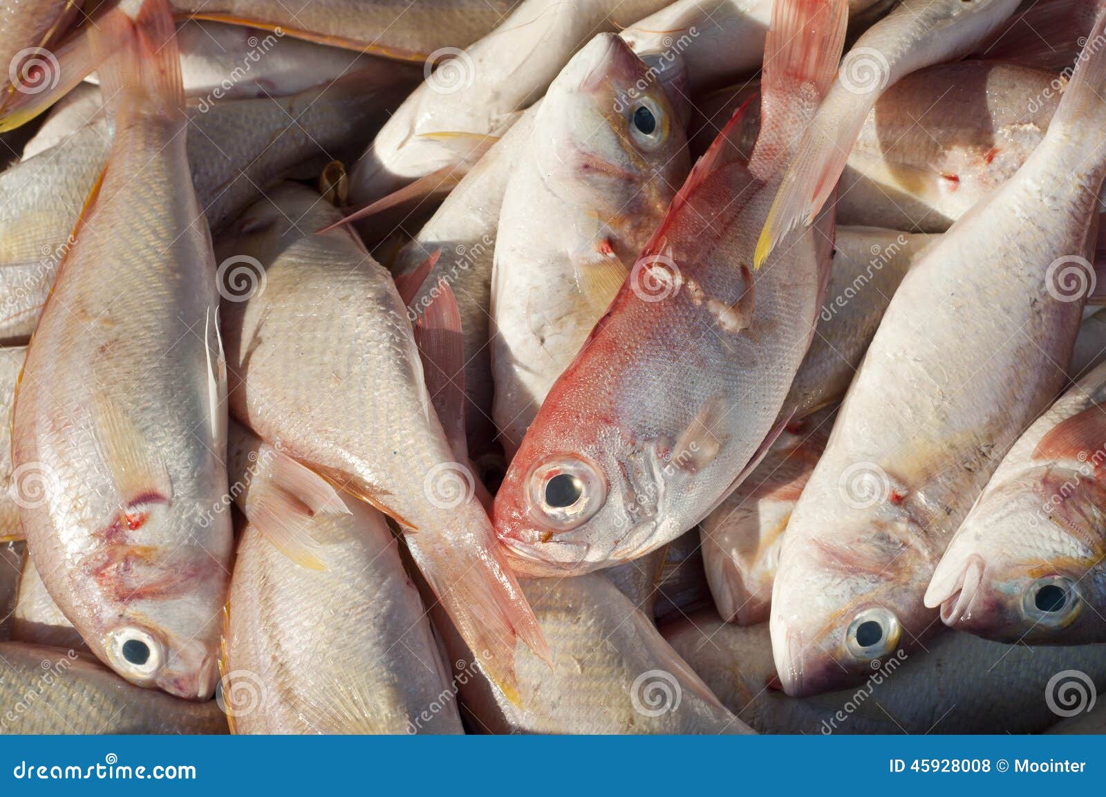 SHARPTOOTH SNAPPER stock photo. Image of fishmonger, food - 45928008