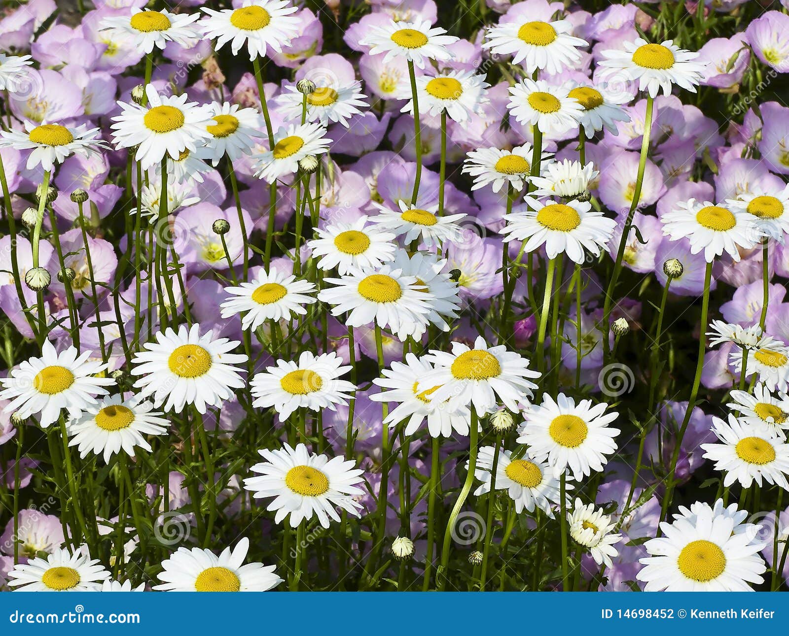 Musk Mallow Malva Moschata Rosea Flowers In Sunlight Stock Photography ...