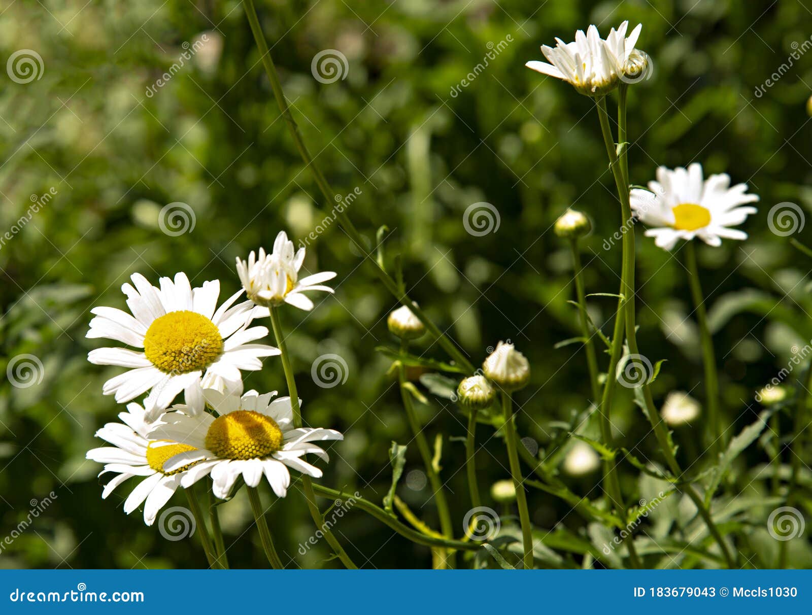 Alaska Shasta Daisy stock image. Image of summer, flower - 183679043