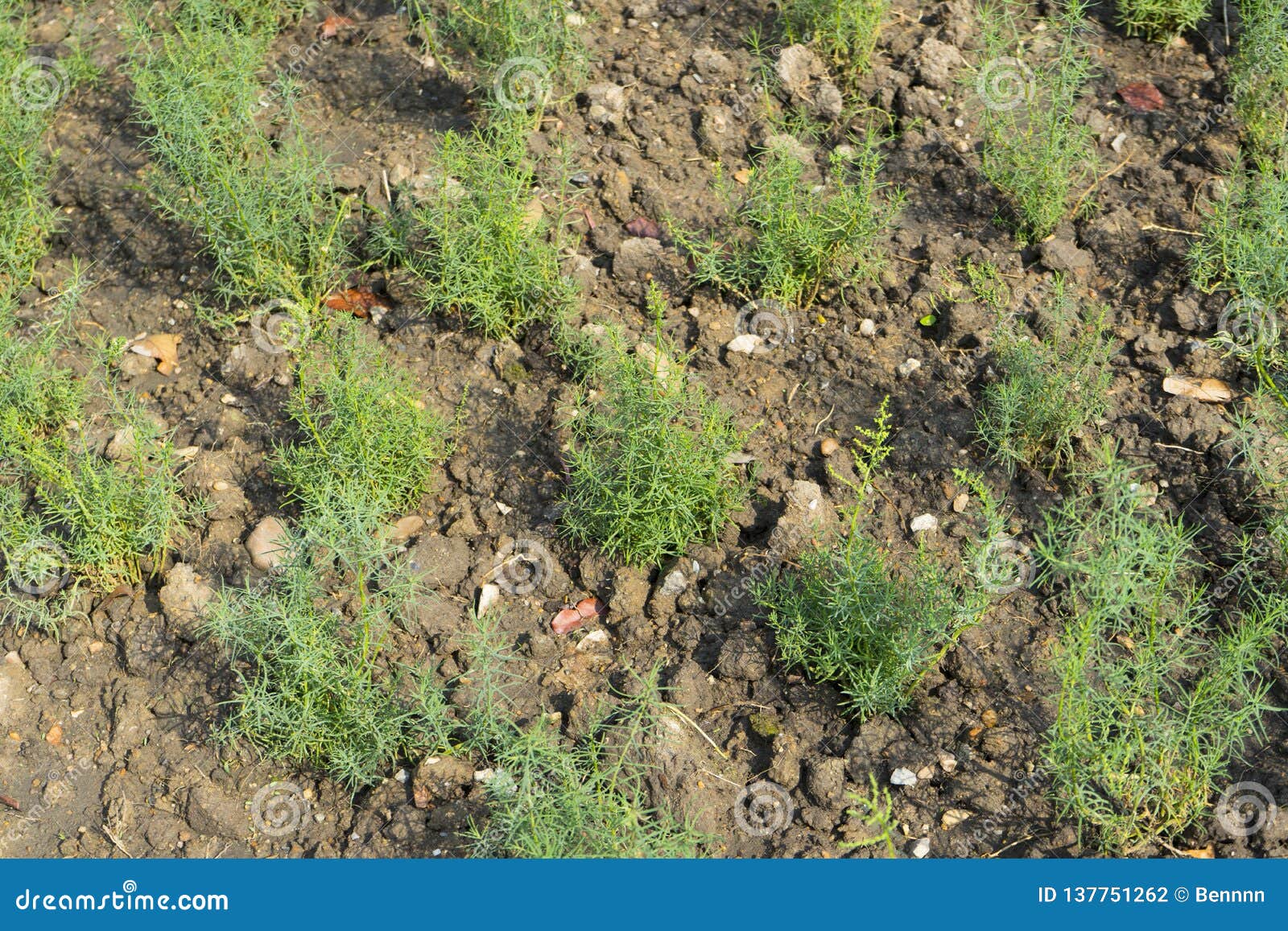 Shatavari plant in garden stock photo. Image of natural - 137751262
