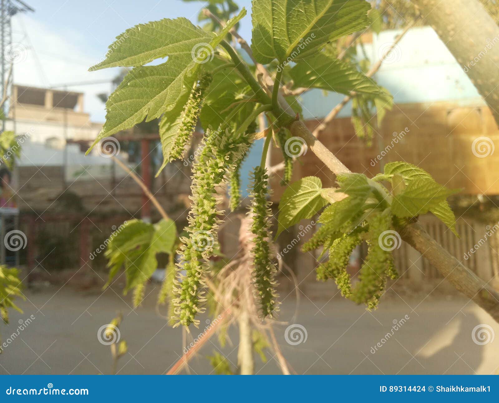 Shatoot Trees Stock Photos - Free & Royalty-Free Stock Photos from ...