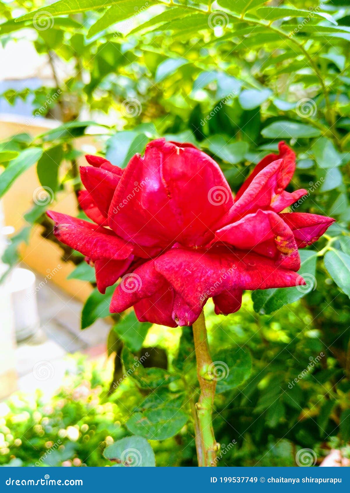 Shattered red rose stock image. Image of green, rose - 199537749