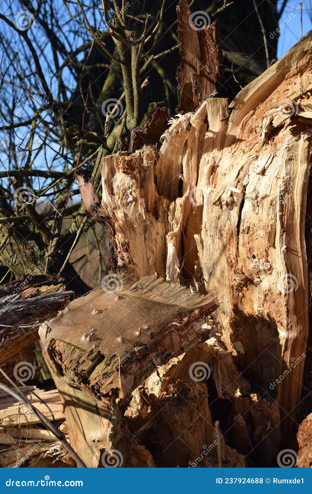 Dried out Tree stump stock photo. Image of splintered - 237924688