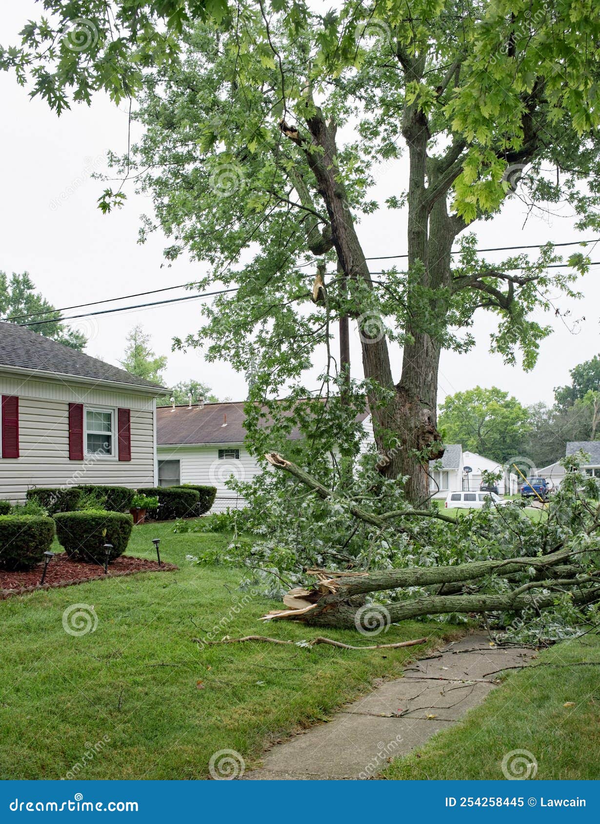 Shattered Tree Branches Downed in Severe Storm Stock Image - Image of ...