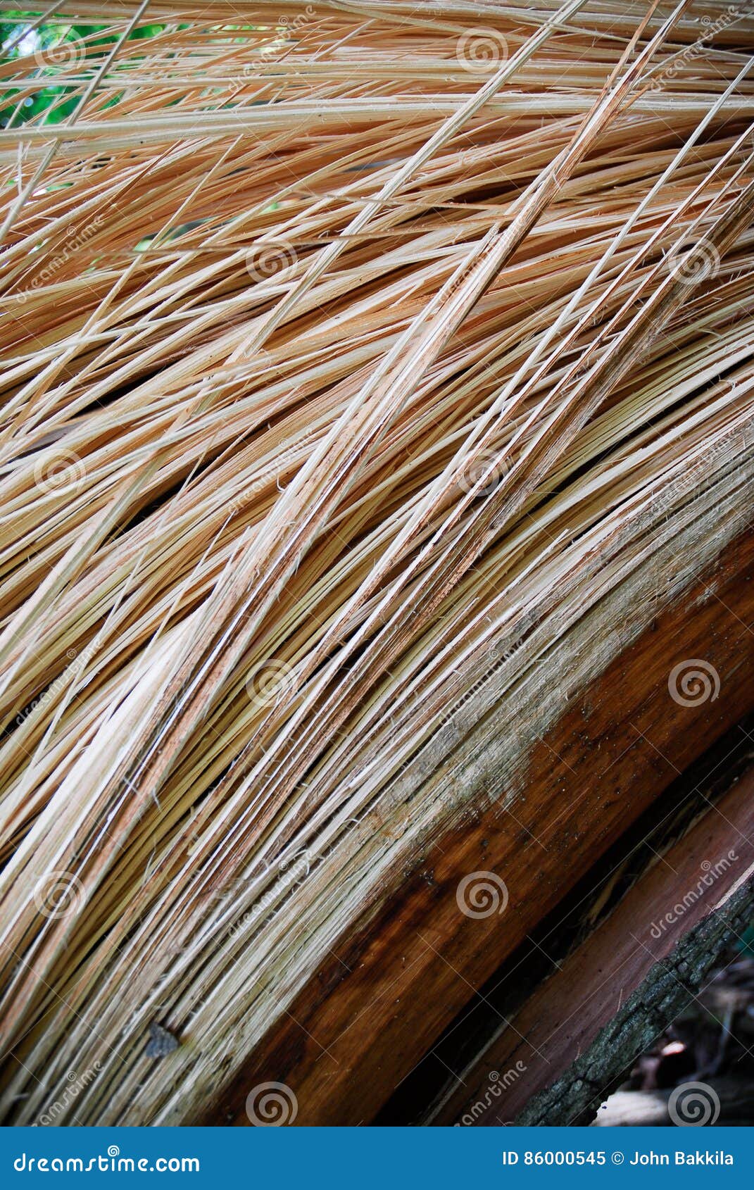 Shattered Tree stock image. Image of nature, woods, fractured - 86000545