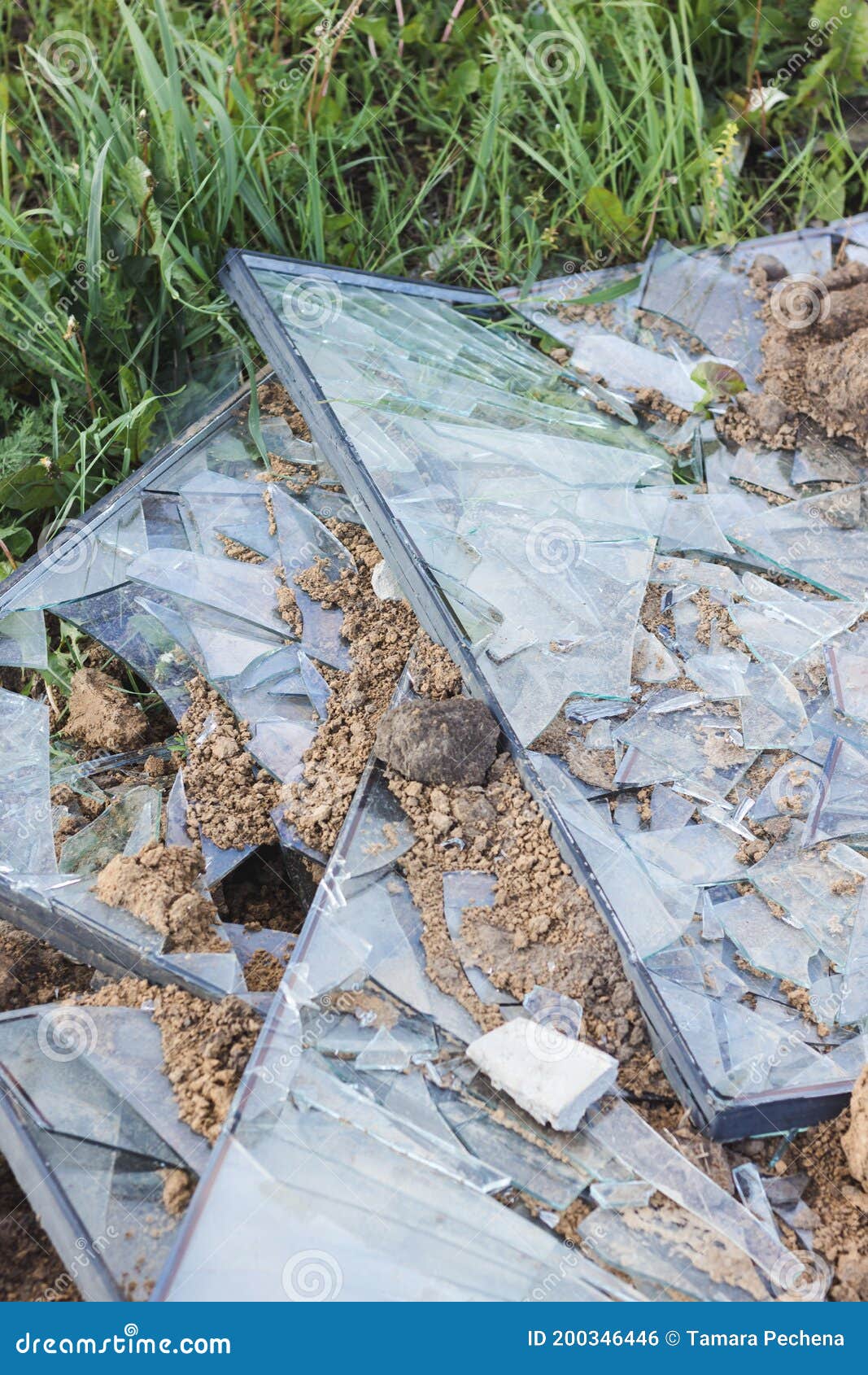 Shards Plants Stock Photos - Free & Royalty-Free Stock Photos from ...