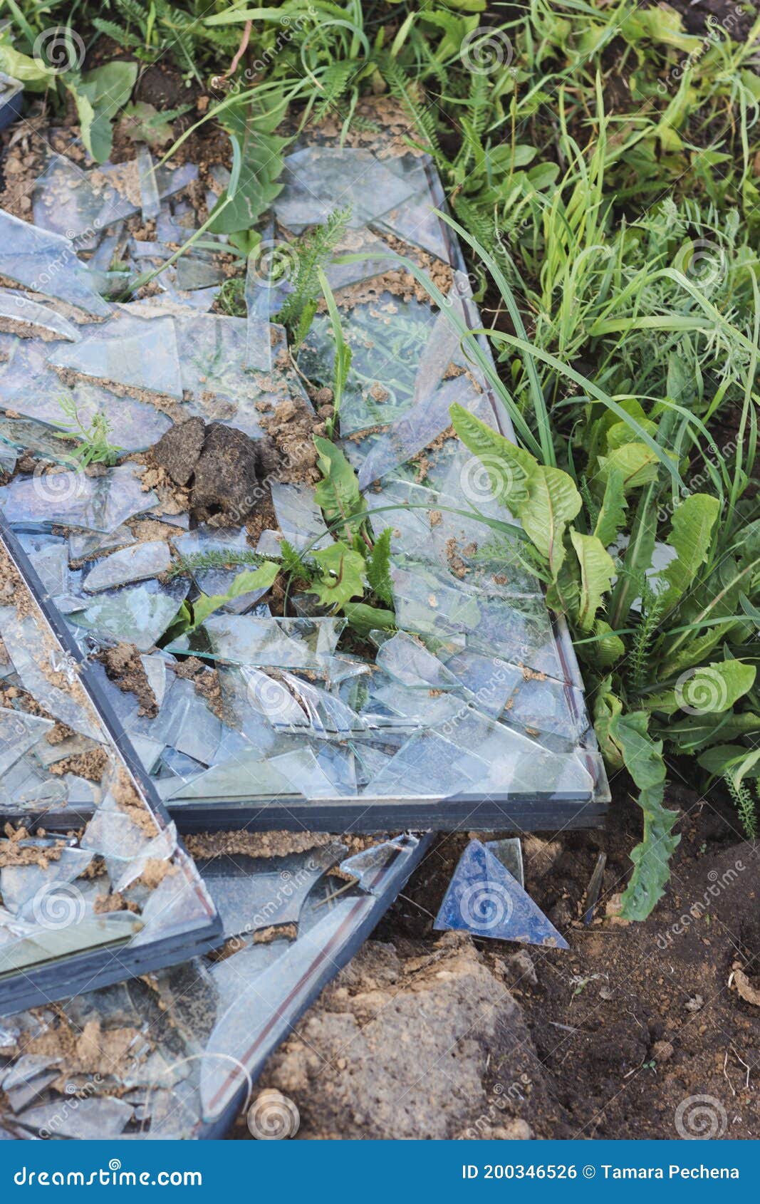 A Shattered Window on the Ground, through Which Plants Make Their Way ...