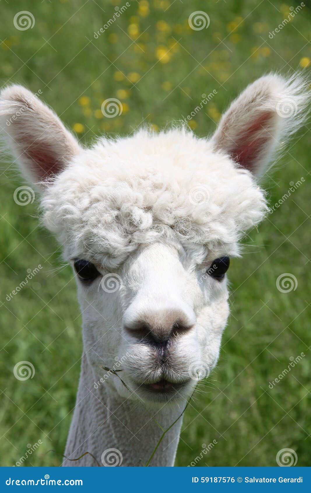 Shaved Alpaca face stock photo. Image of llama, shaved - 59187576