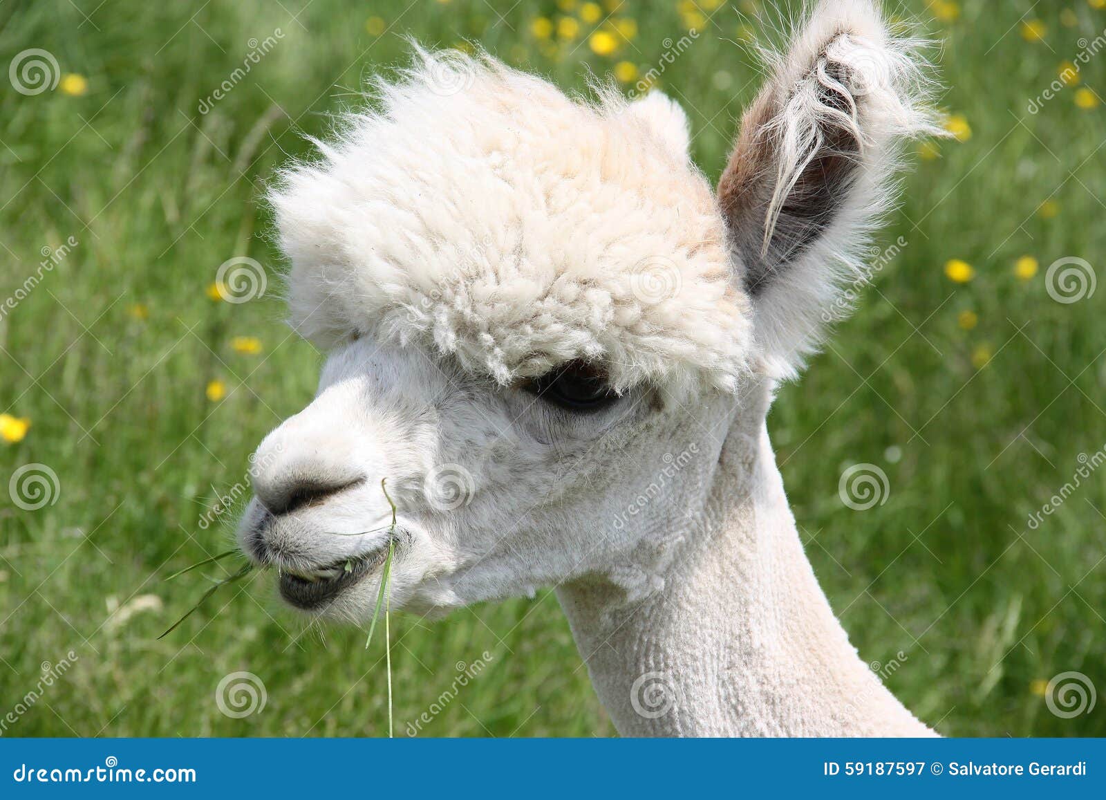 Shaved Alpaca face stock image. Image of fluffy, andes - 59187597