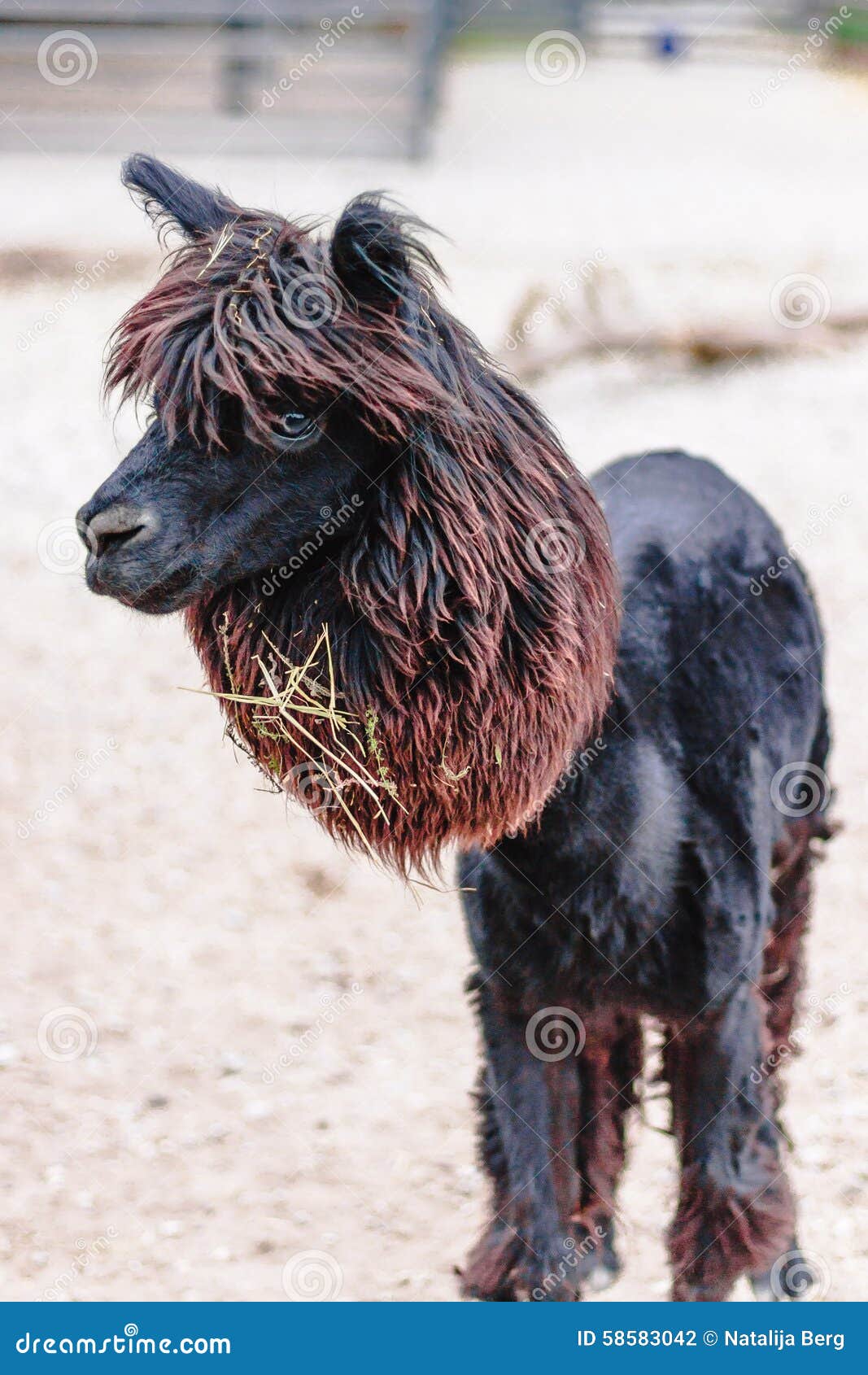 Shaved Alpaca Llama stock photo. Image of domestic, straight - 58583042