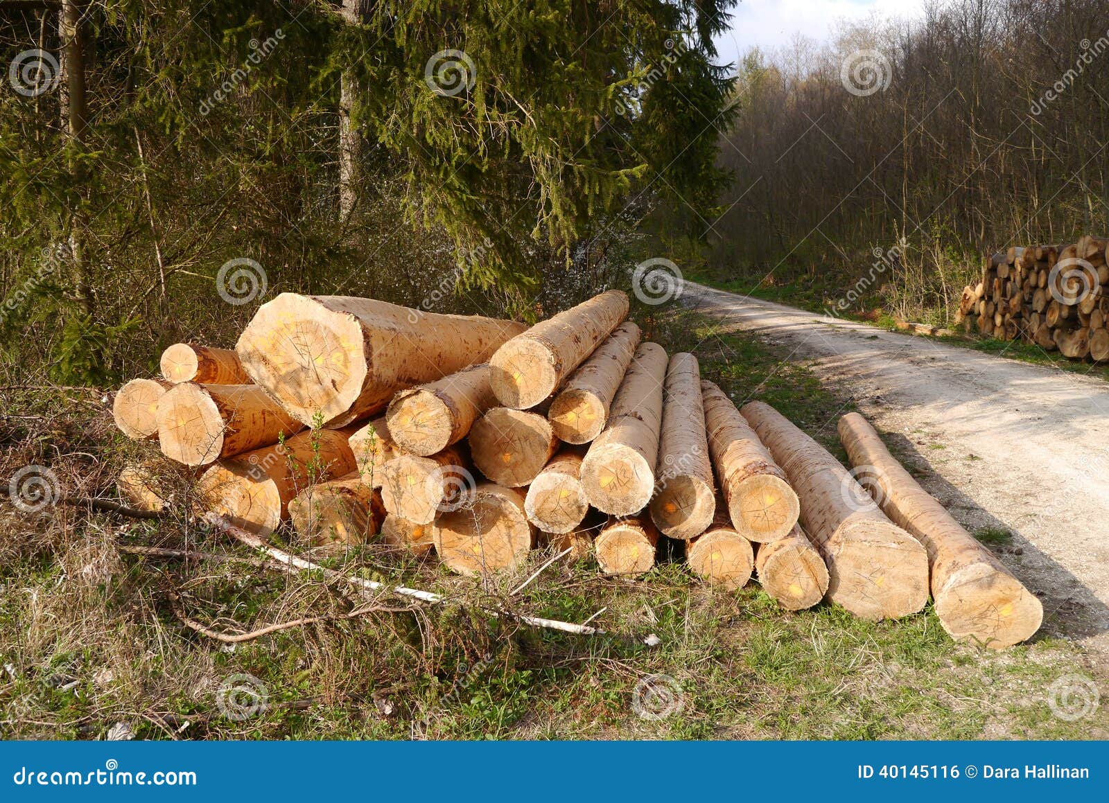 Shaved, Barkless Logs Piled in the Black Forest Stock Photo - Image of ...