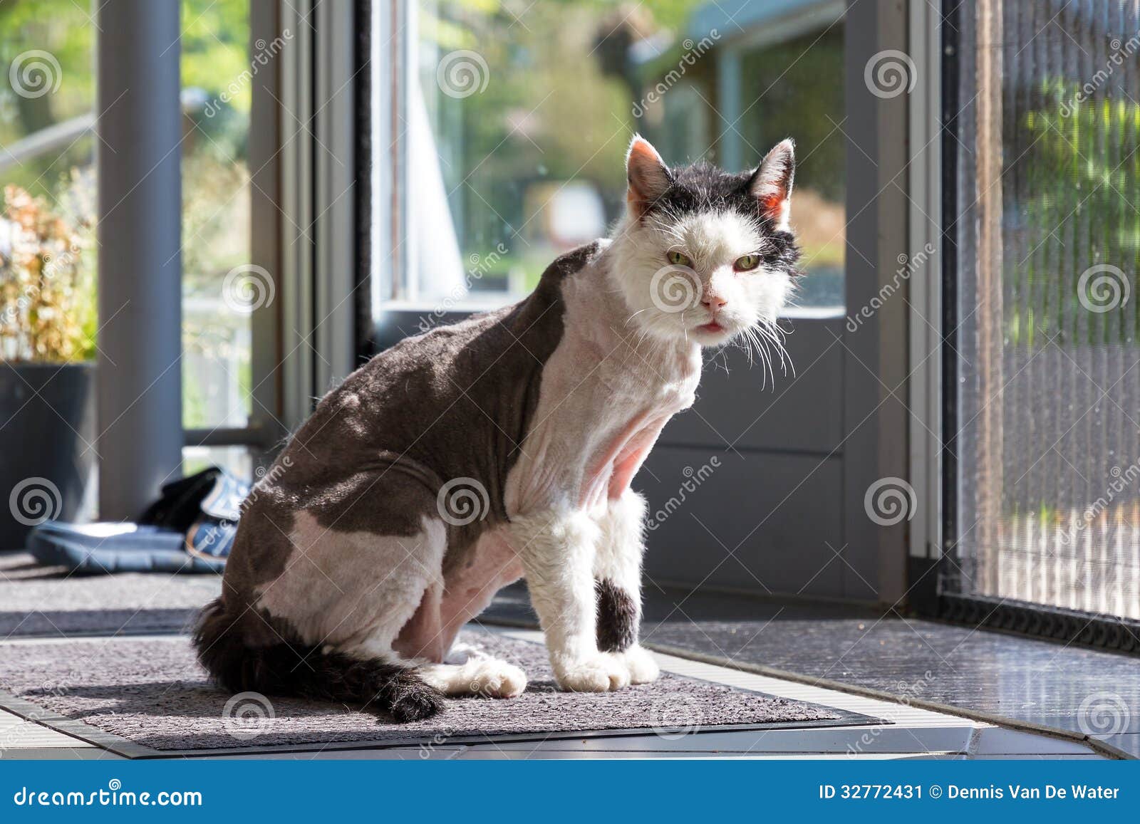 Shaved cat stock image. Image of gray, lovable, home - 32772431