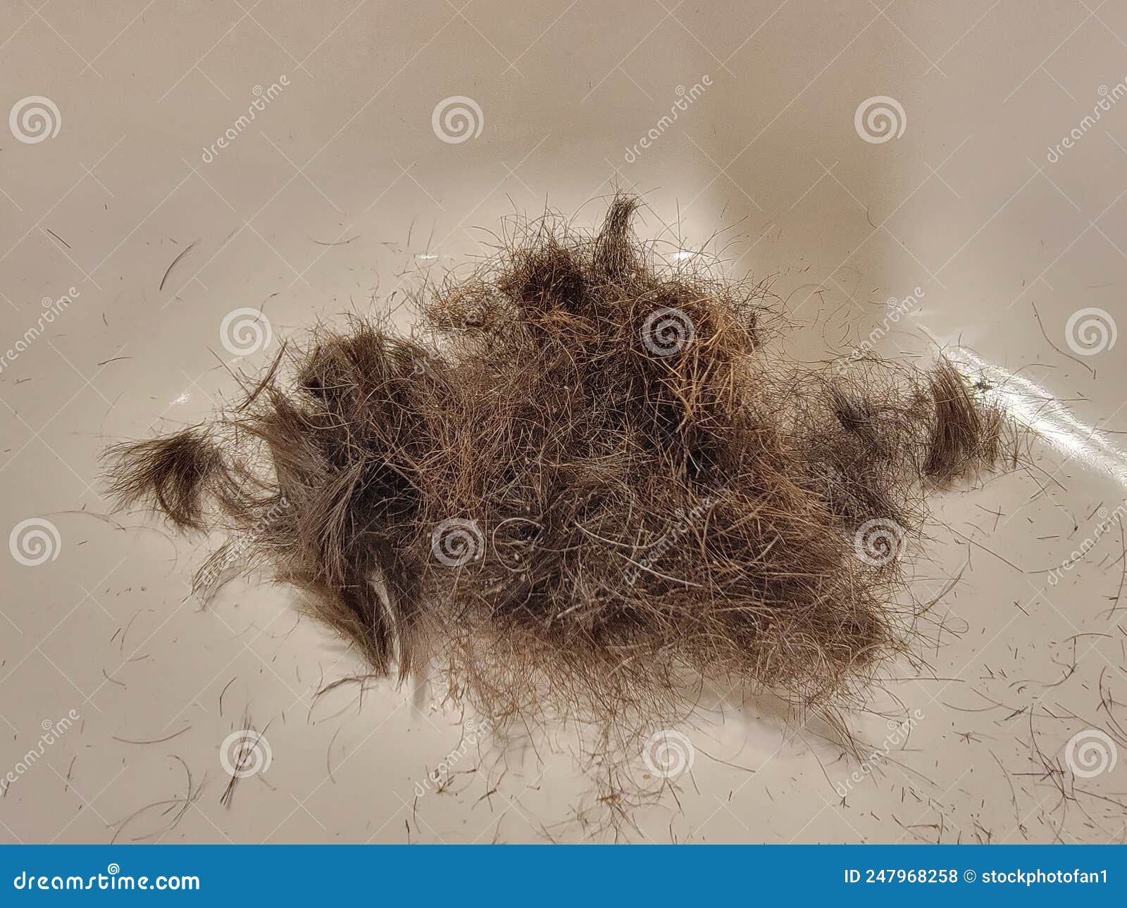 Shaved or Cut Hair in a Bathroom Sink or Basin Stock Photo - Image of ...
