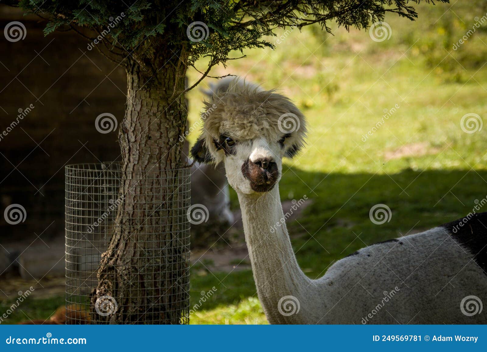 A Shaved Llama with a Mane Left Behind. Stock Image - Image of blue ...