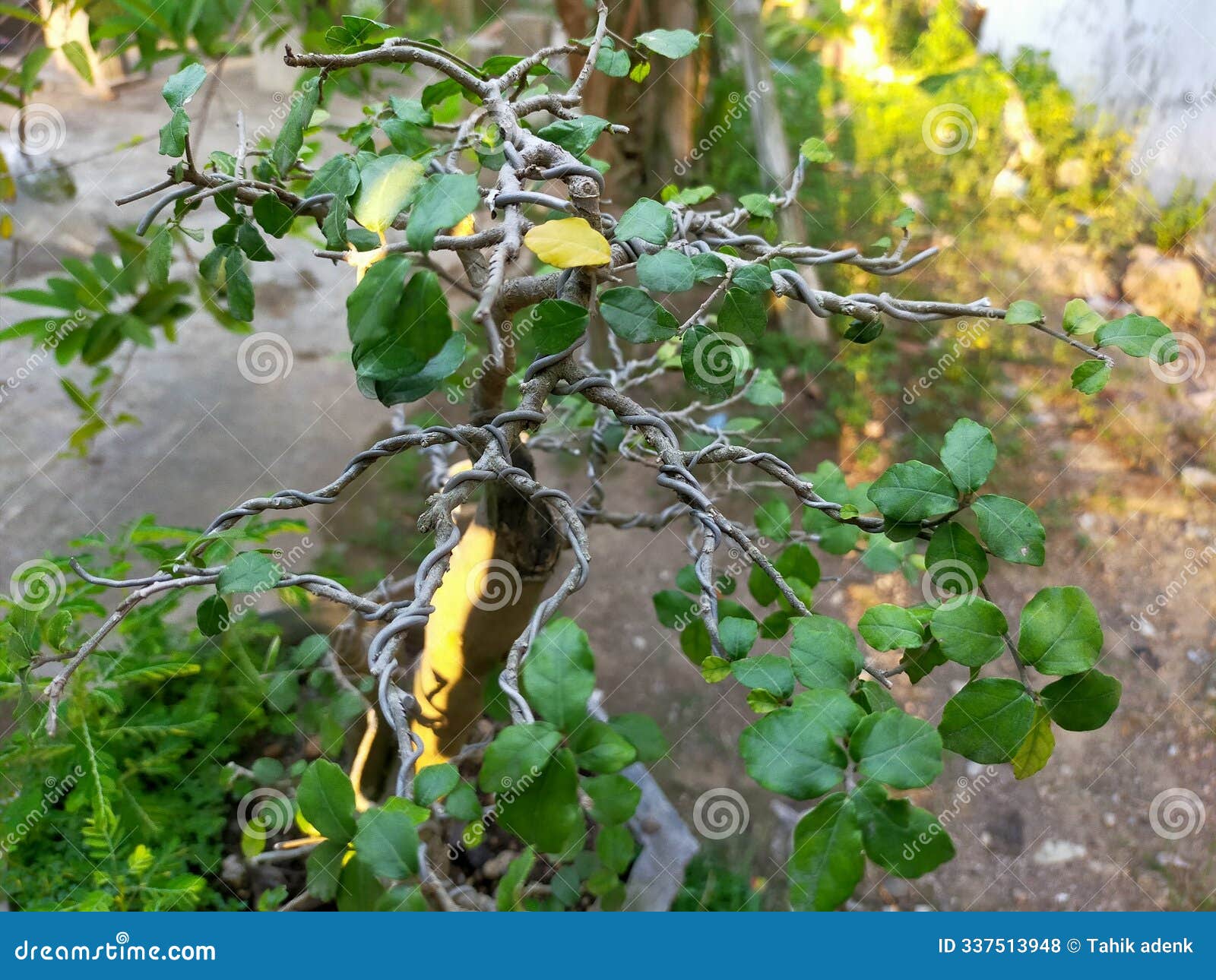 The Shaved Tree & X28;streblus Asper& X29; is a Type of Bonsai Plant ...