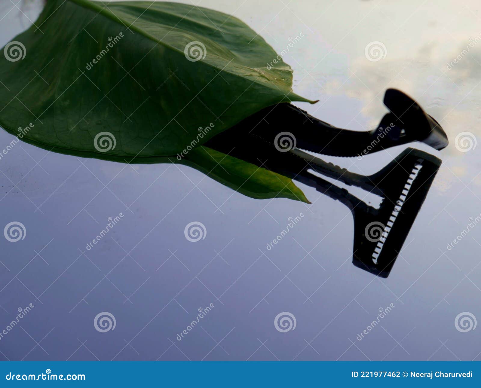 Shaving Razor with Green Leaf Isolate Stock Photo - Image of herb ...