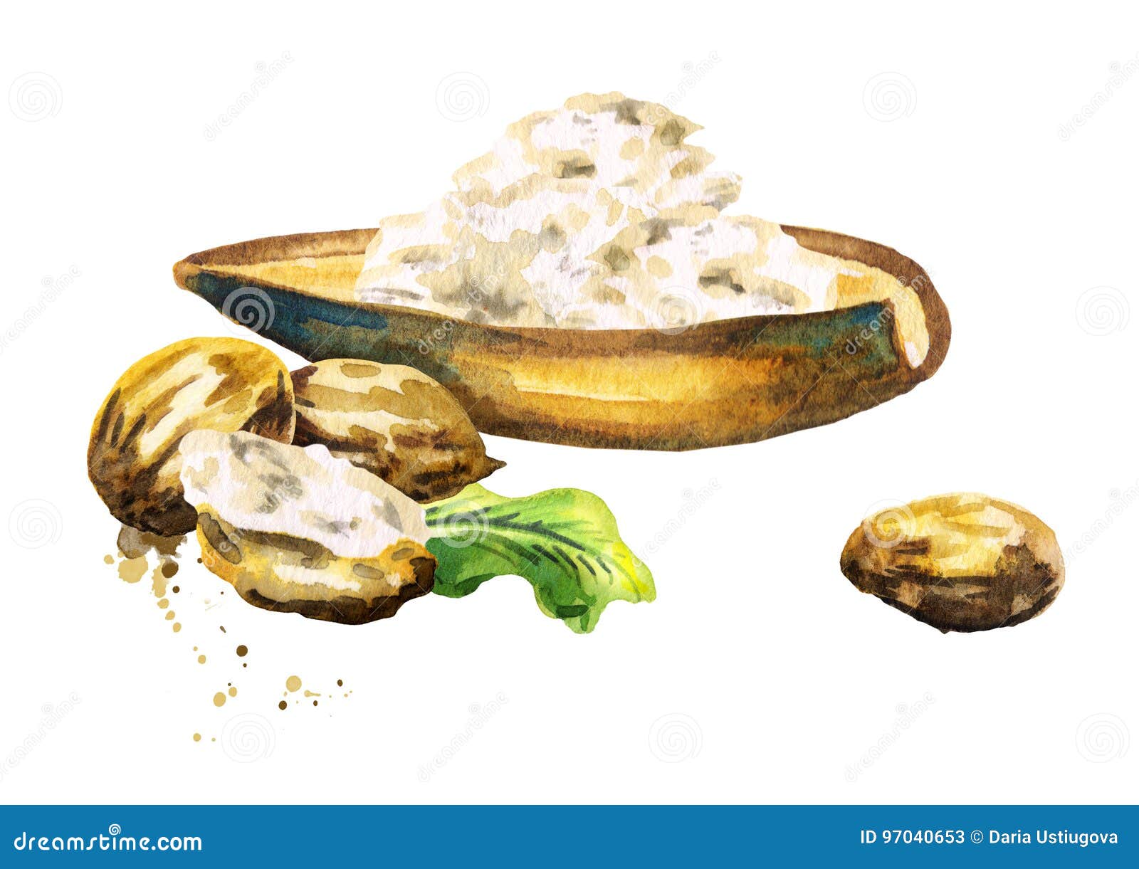 Shea Butter Vector Drawing. Isolated Illustration Of Nuts ...