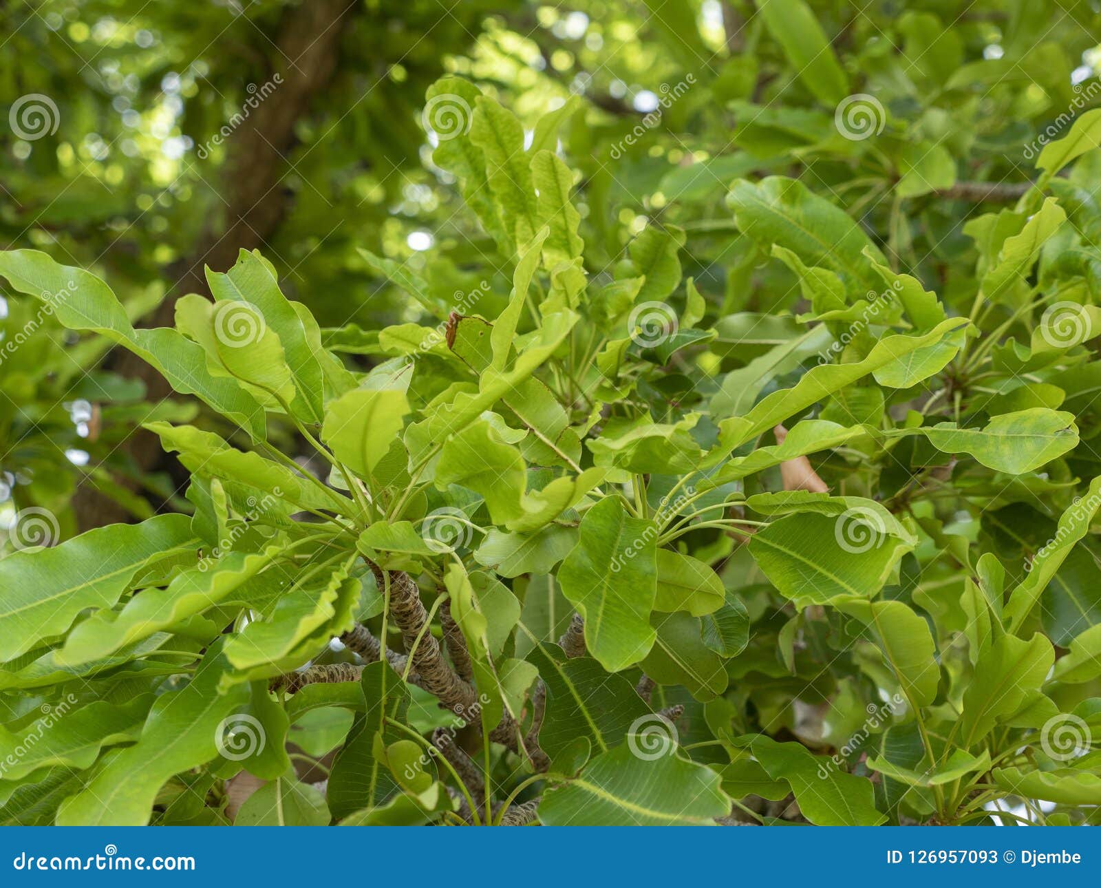 The Shea Leaves African Plant Stock Image - Image of leaves, nature ...