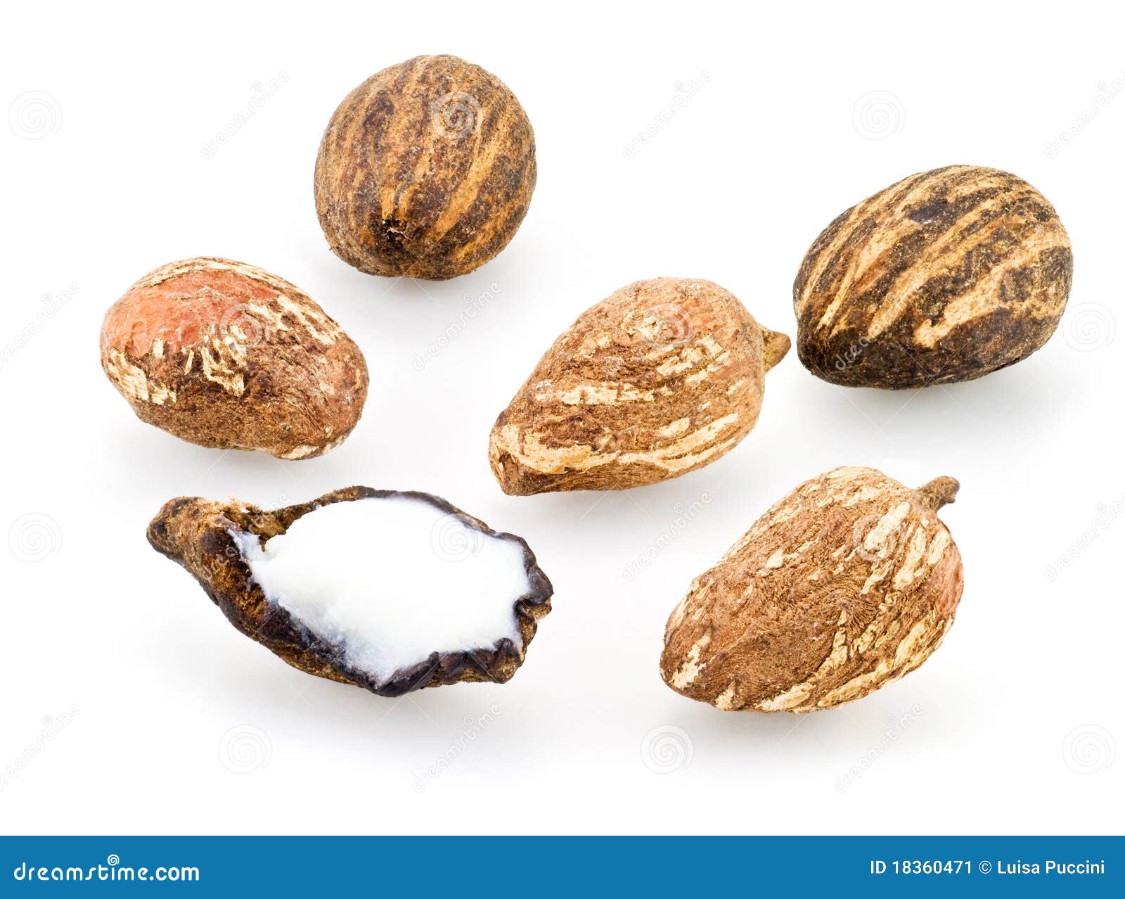 Shea nuts stock image. Image of shea, antiageing, withe - 18360471