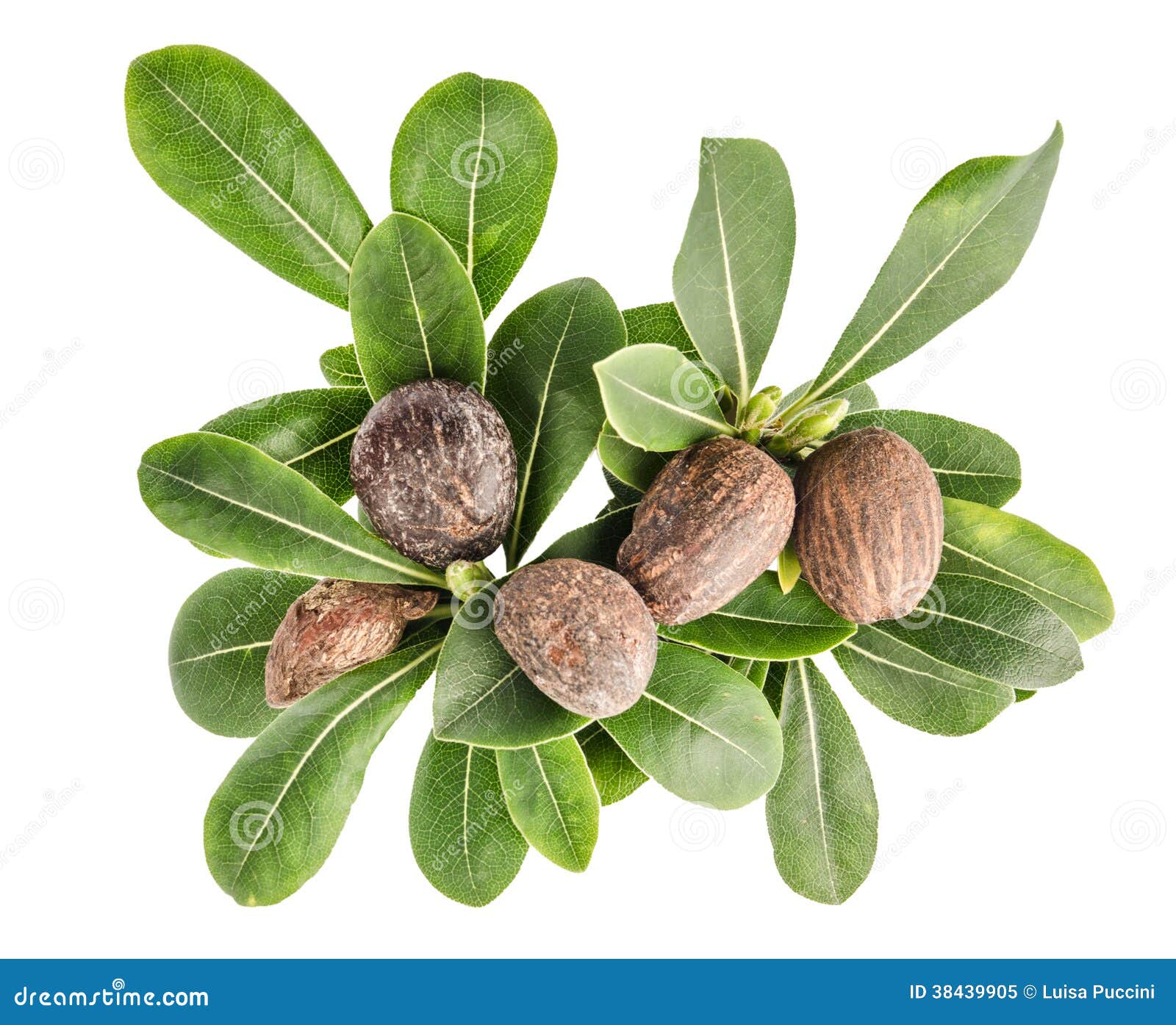 Shea Leaves Nuts Stock Photos - Free & Royalty-Free Stock Photos from ...