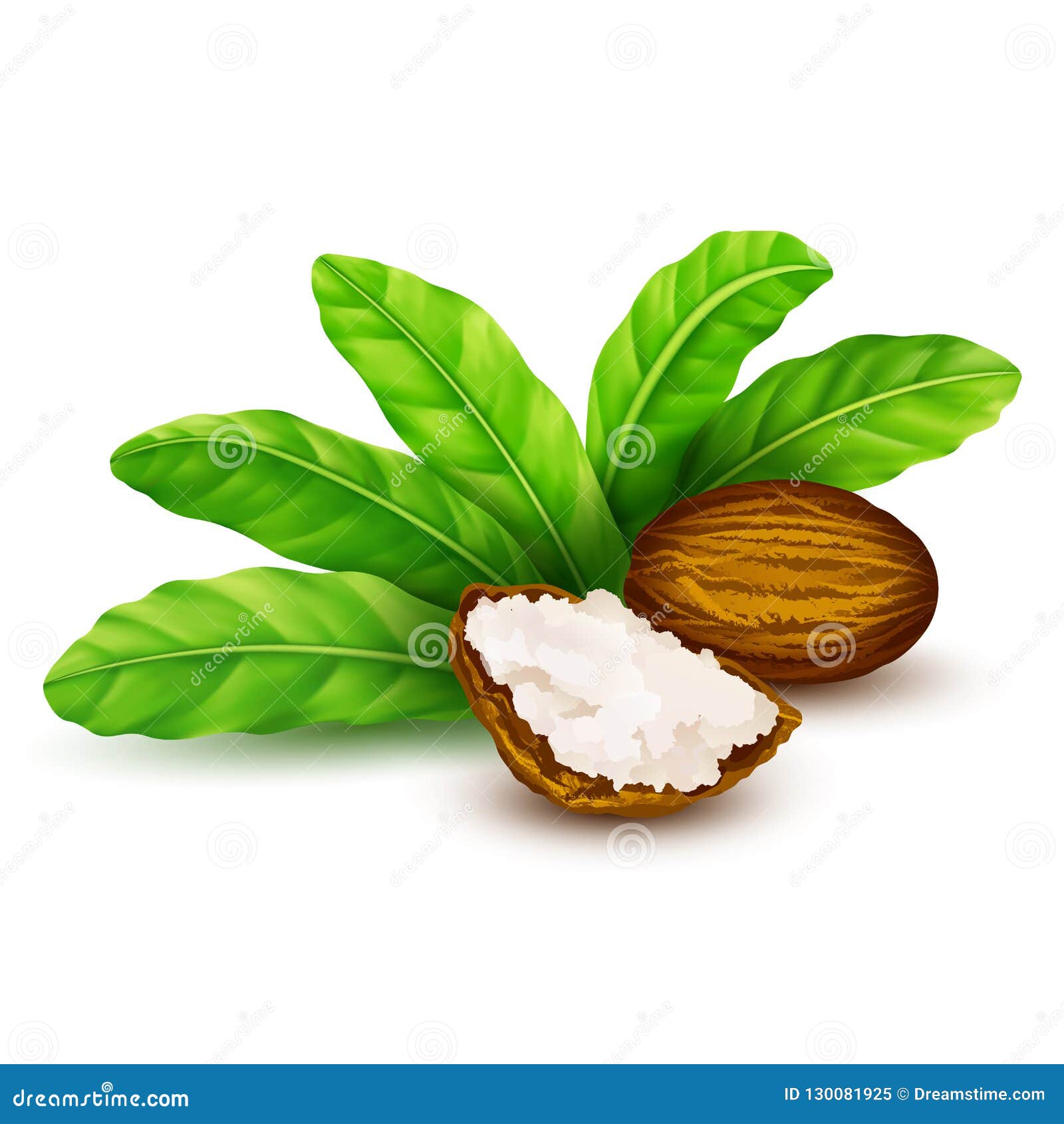 Shea Nuts with Leaves in Vector. Stock Vector - Illustration of leaf ...