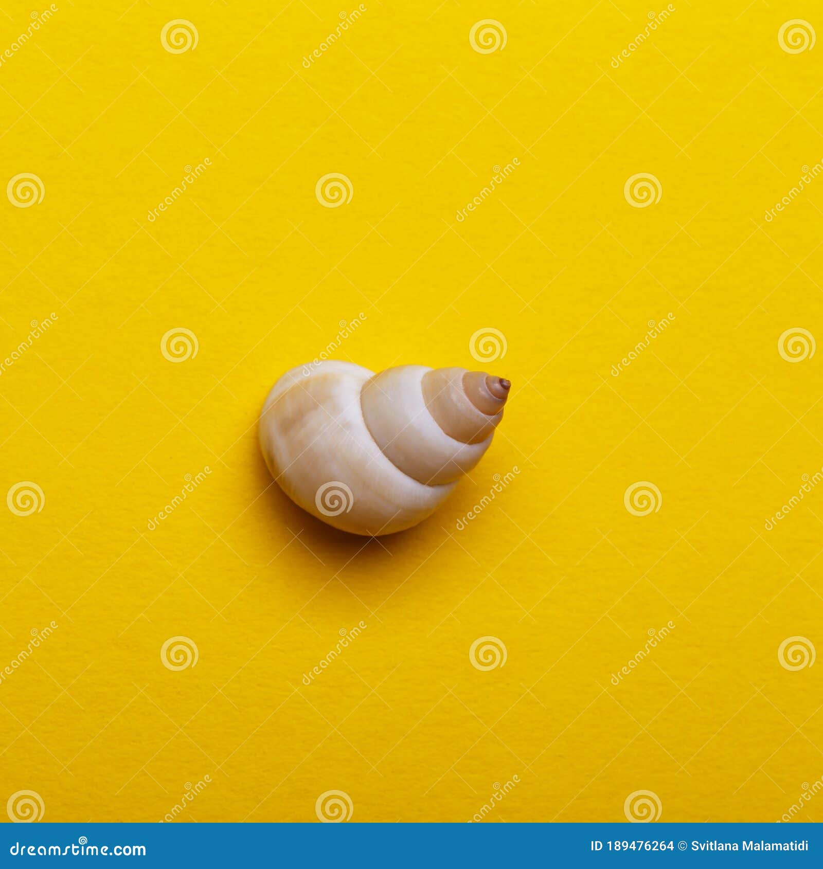 Shea Shell On The Yellow Background Stock Photo - Image of border ...