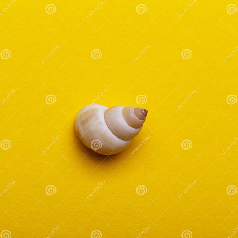 Shea Shell on the Yellow Background Stock Photo - Image of border ...