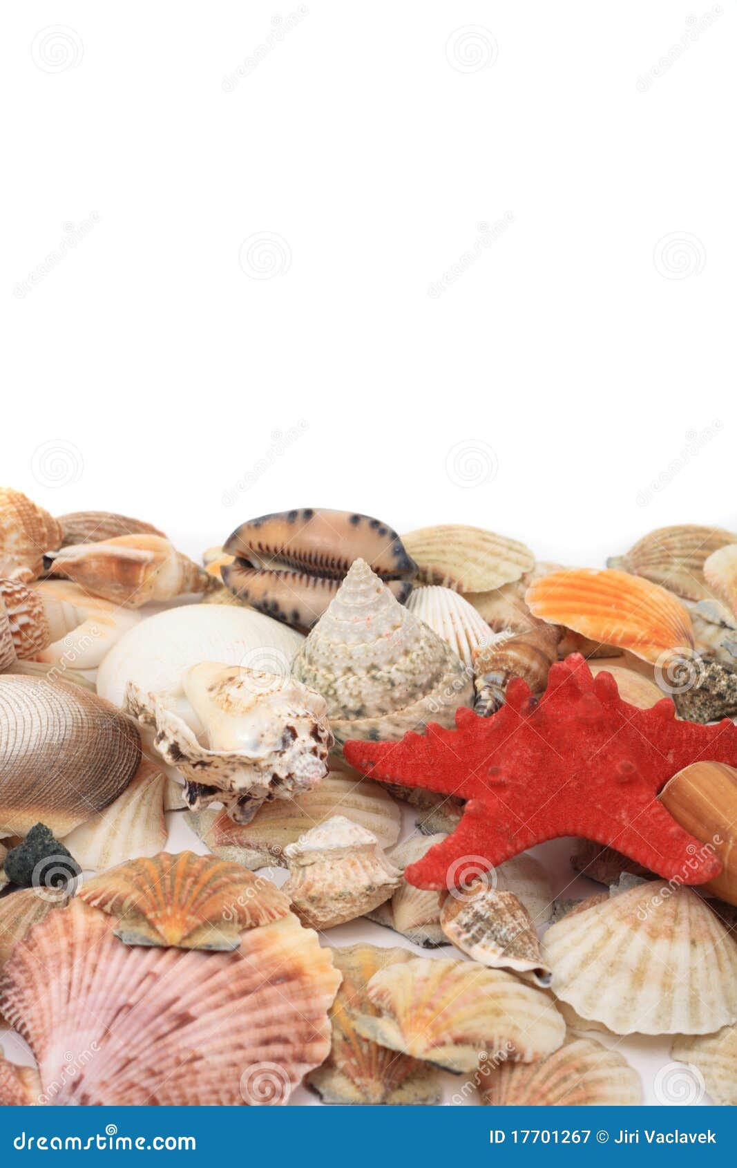 Shea shells stock image. Image of ocean, design, choice - 17701267