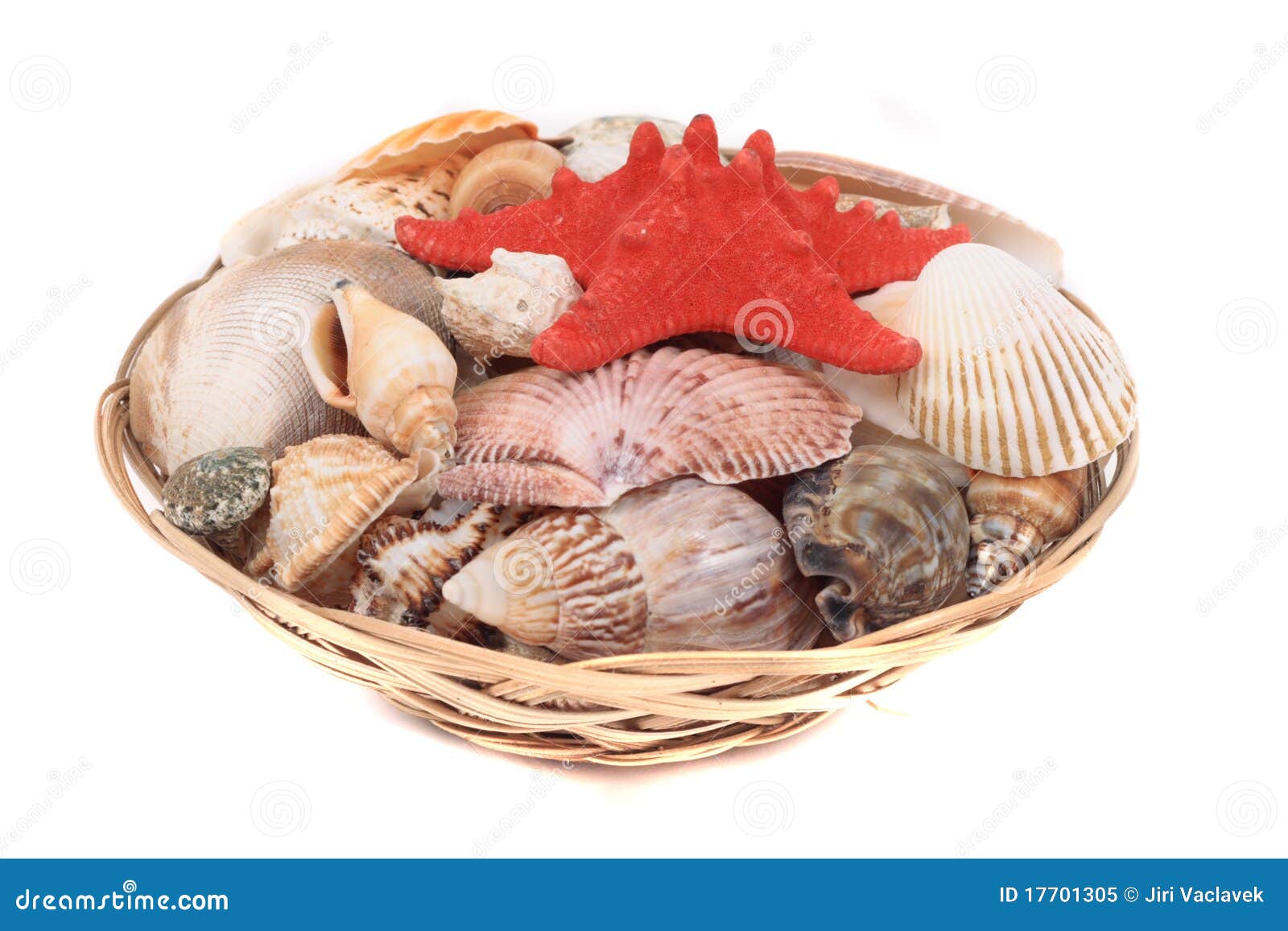 Shea shells stock image. Image of pattern, coast, seashell - 17701305