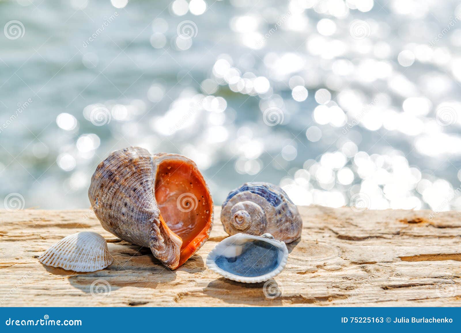 Shea shells background stock image. Image of travel, beach - 75225163