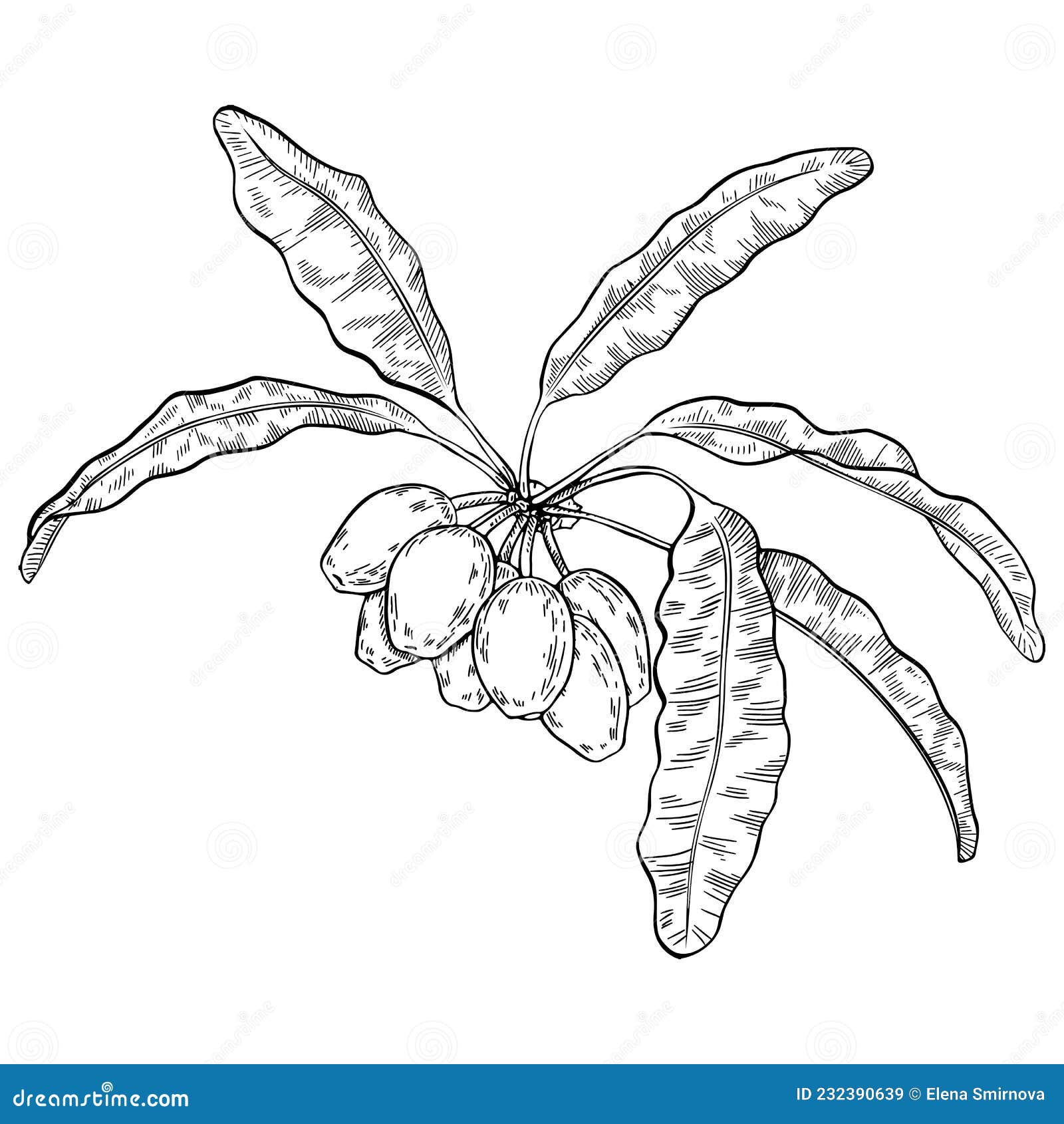 Shea Tree Hand-drawn Ink Vector Eps10 Stock Vector - Illustration of ...