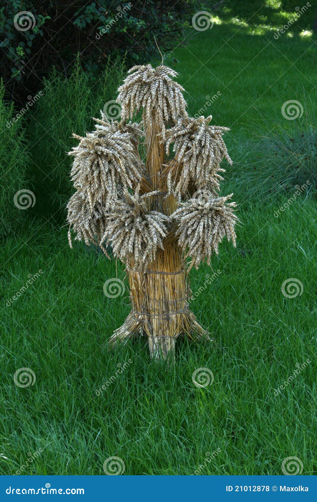 Sheaf stock photo. Image of grass, plant, sheaf, spikelet - 21012878